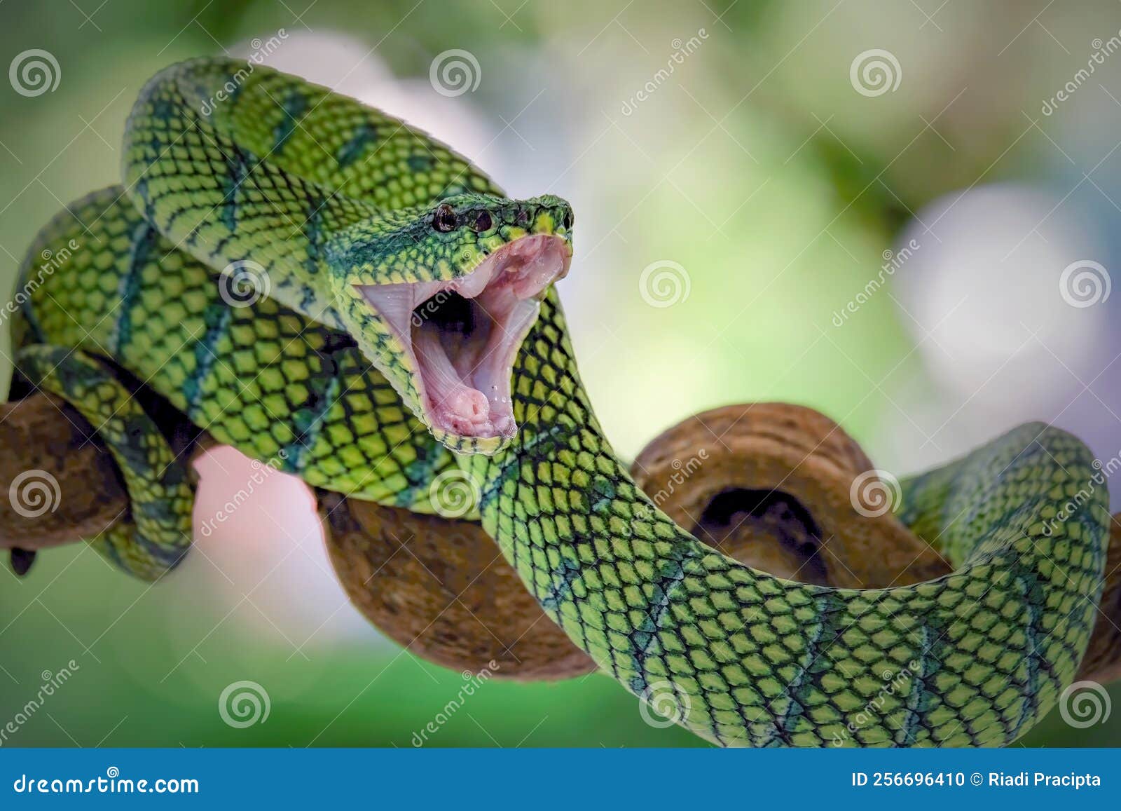 Pit Viper stock photo. Image of reptile, branch, turtle - 256696410
