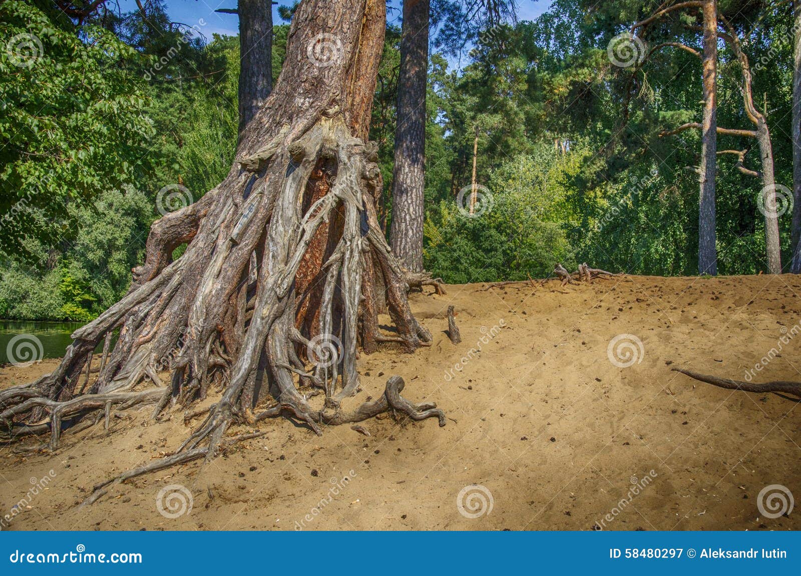 As raizes do pinho imagem de stock. Imagem de casca, velho - 58480297