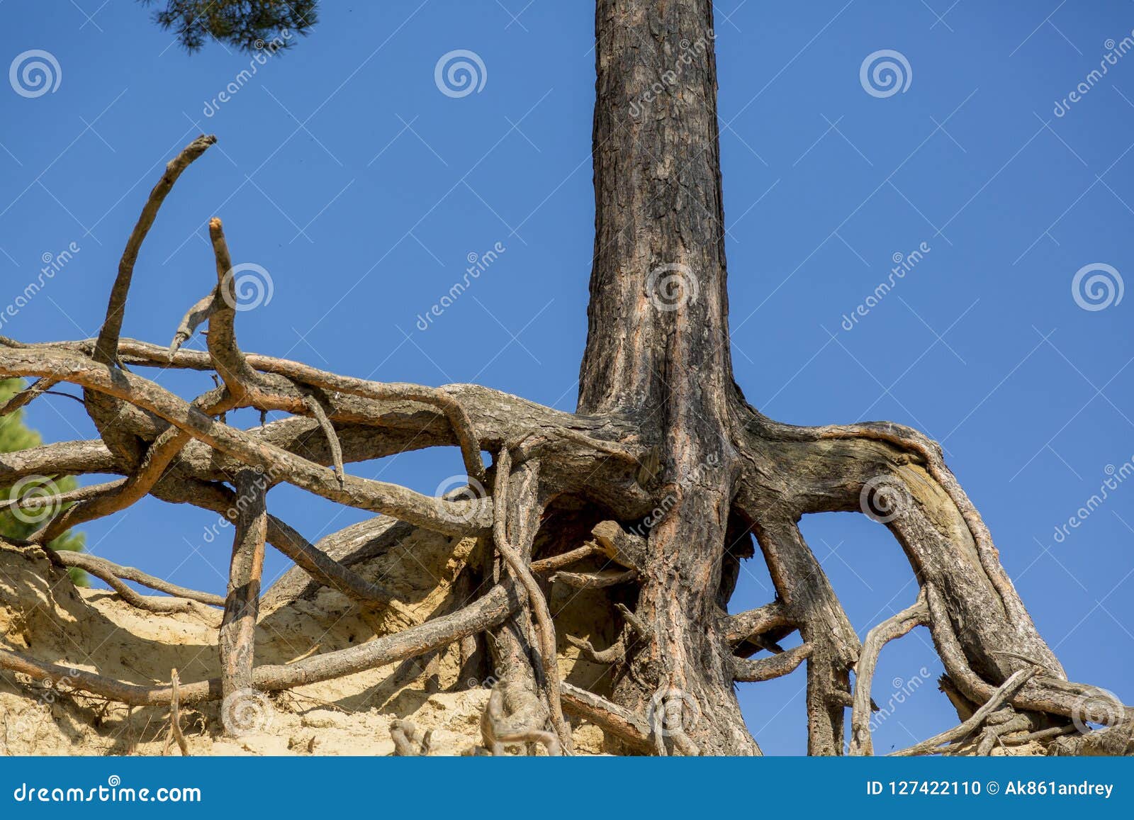 As Raizes Poderosas De Um Cedro Velho Sobre Um Monte Foto de Stock ...