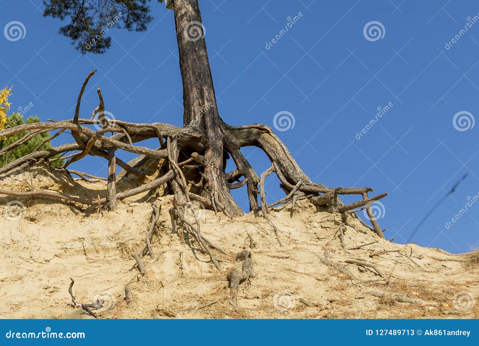 As Raizes Poderosas De Um Cedro Velho Sobre Um Monte Imagem de Stock ...