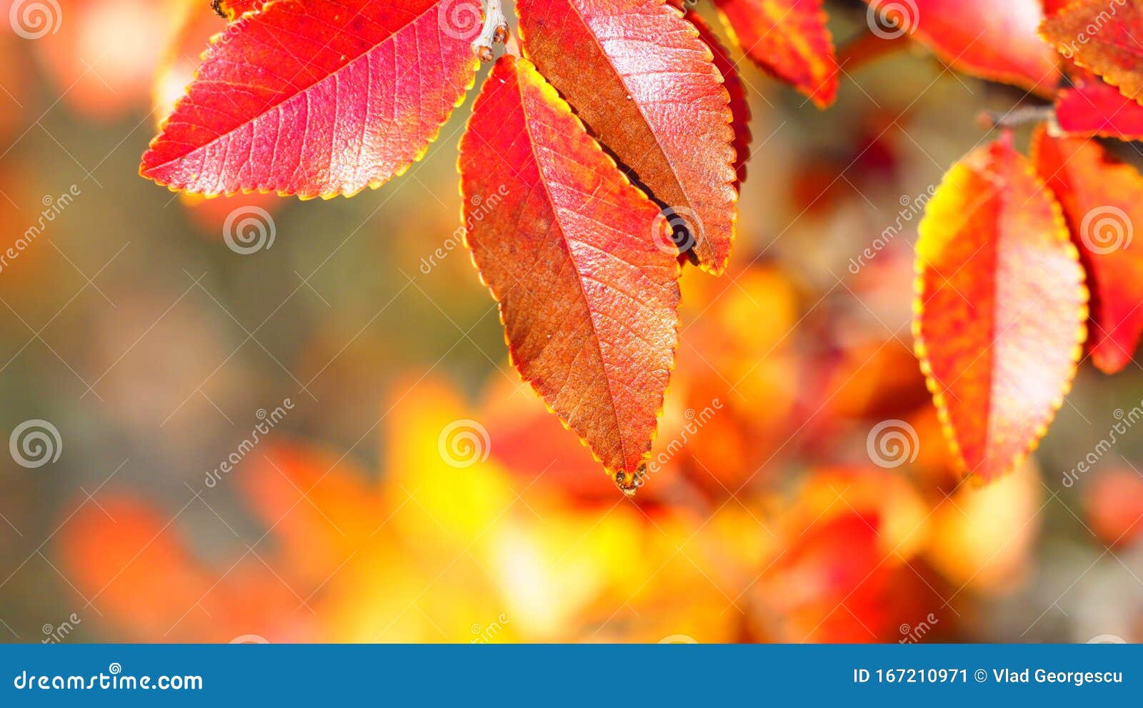 Beautiful Fall Leaves stock image. Image of nature, fall - 167210971
