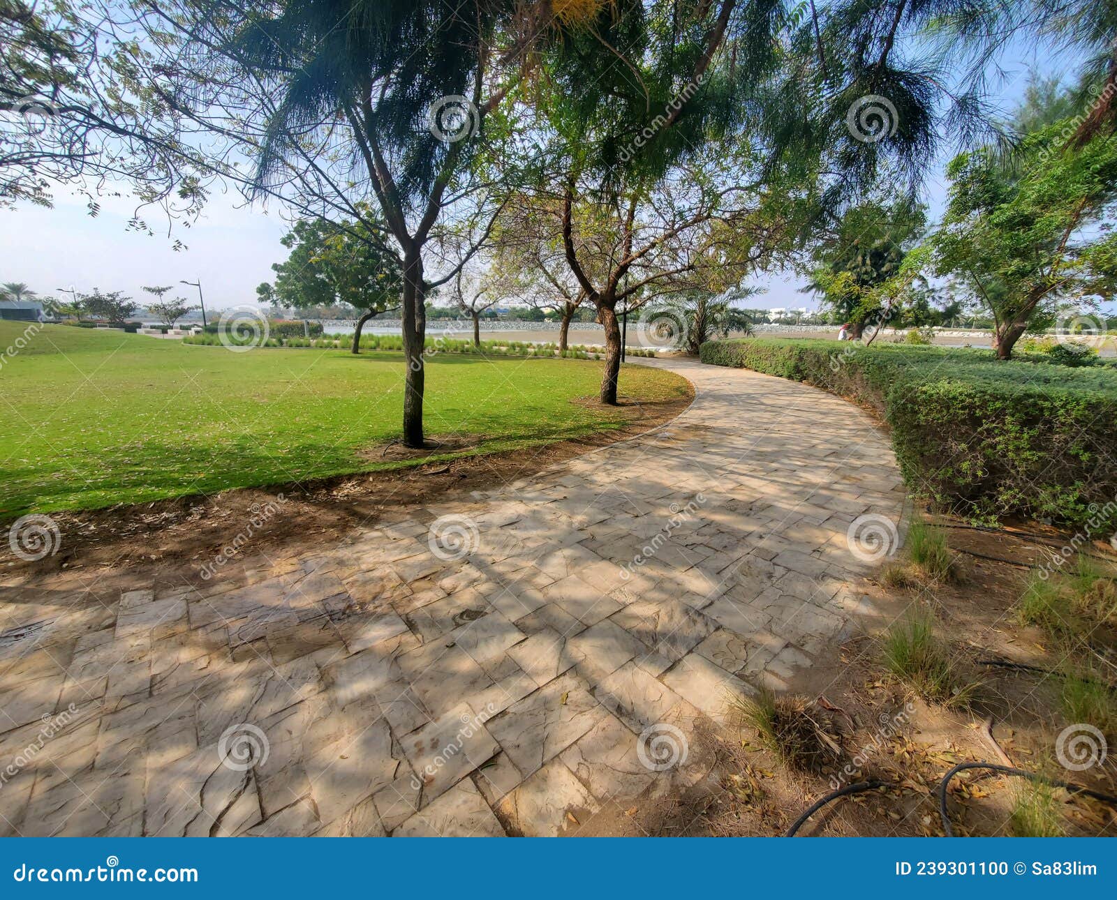 As Seeb Park, Muscat, Oman stock photo. Image of tree - 239301100