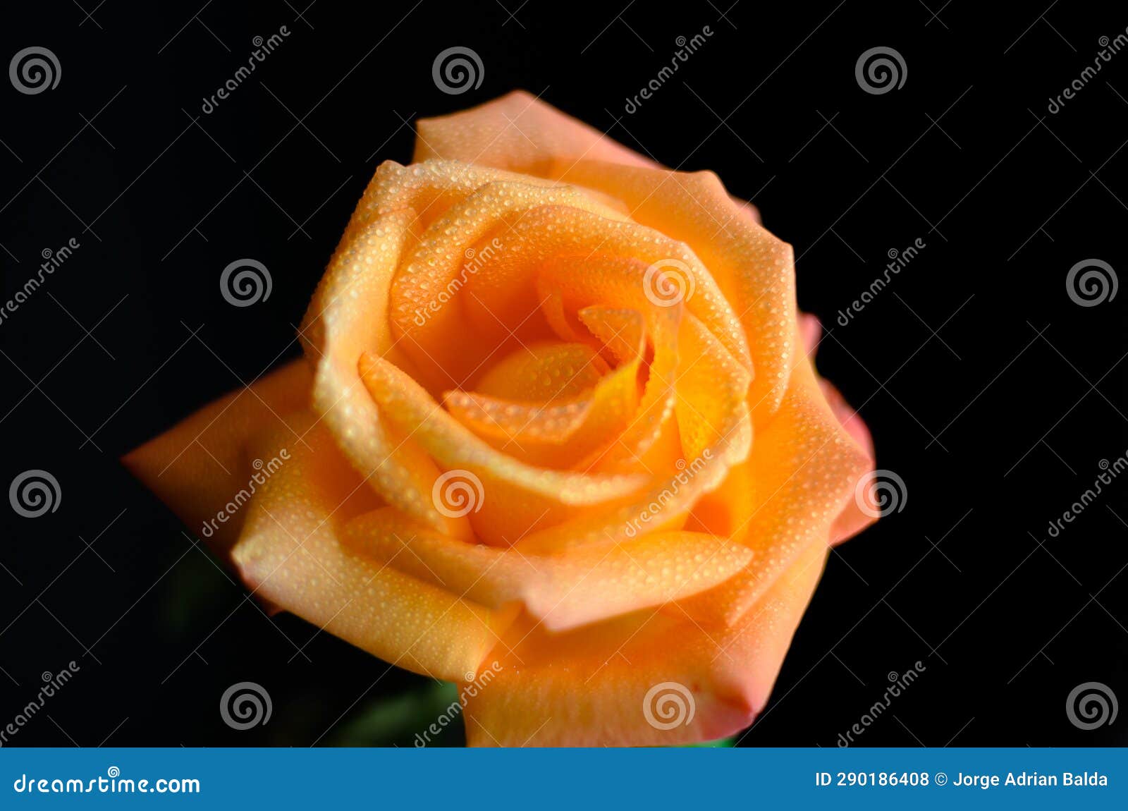 As Simple and Beautiful As a Rose Stock Photo - Image of petal, yellow ...