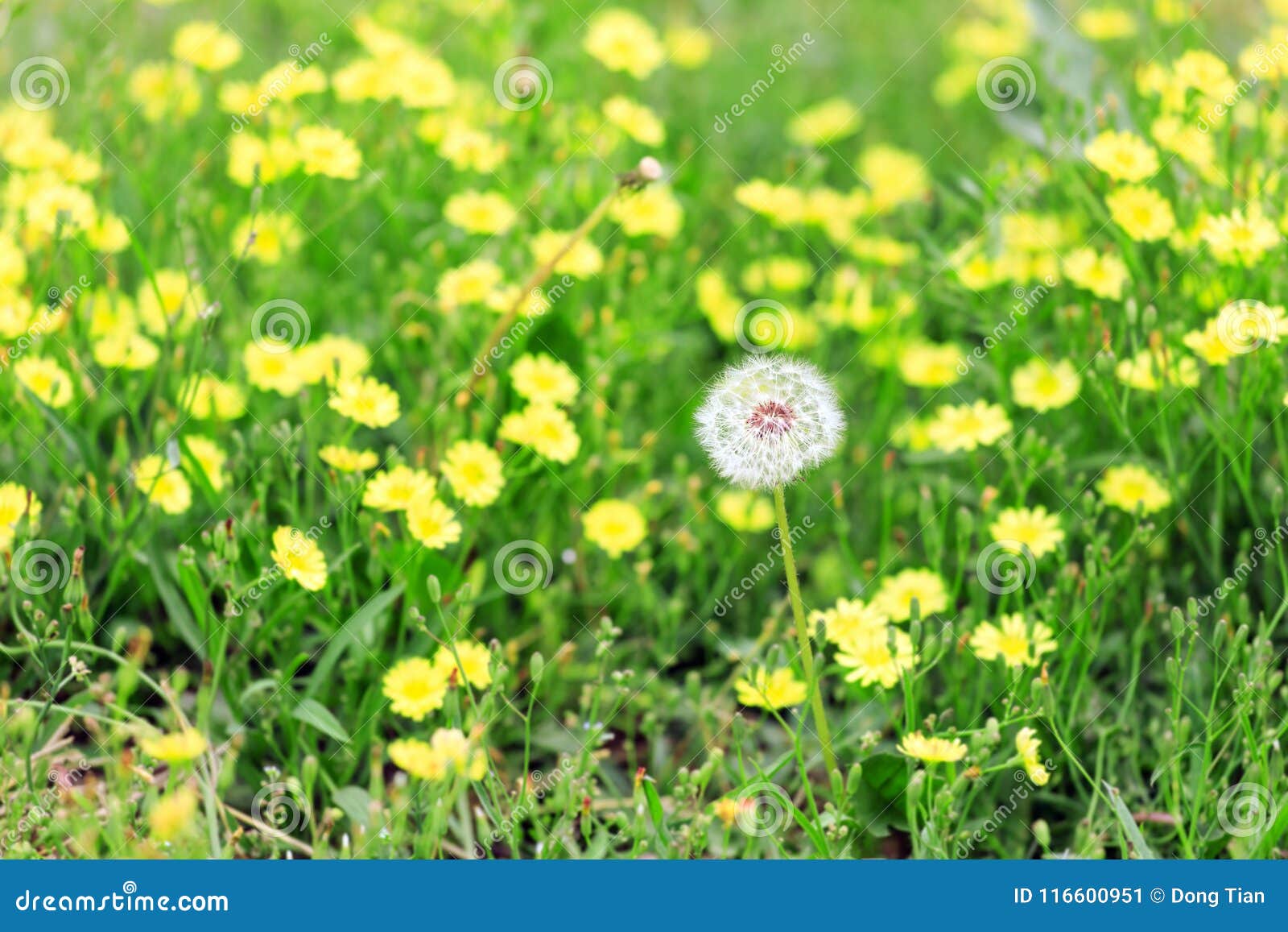 A dandelion flying stock image. Image of green, beauty - 116600951
