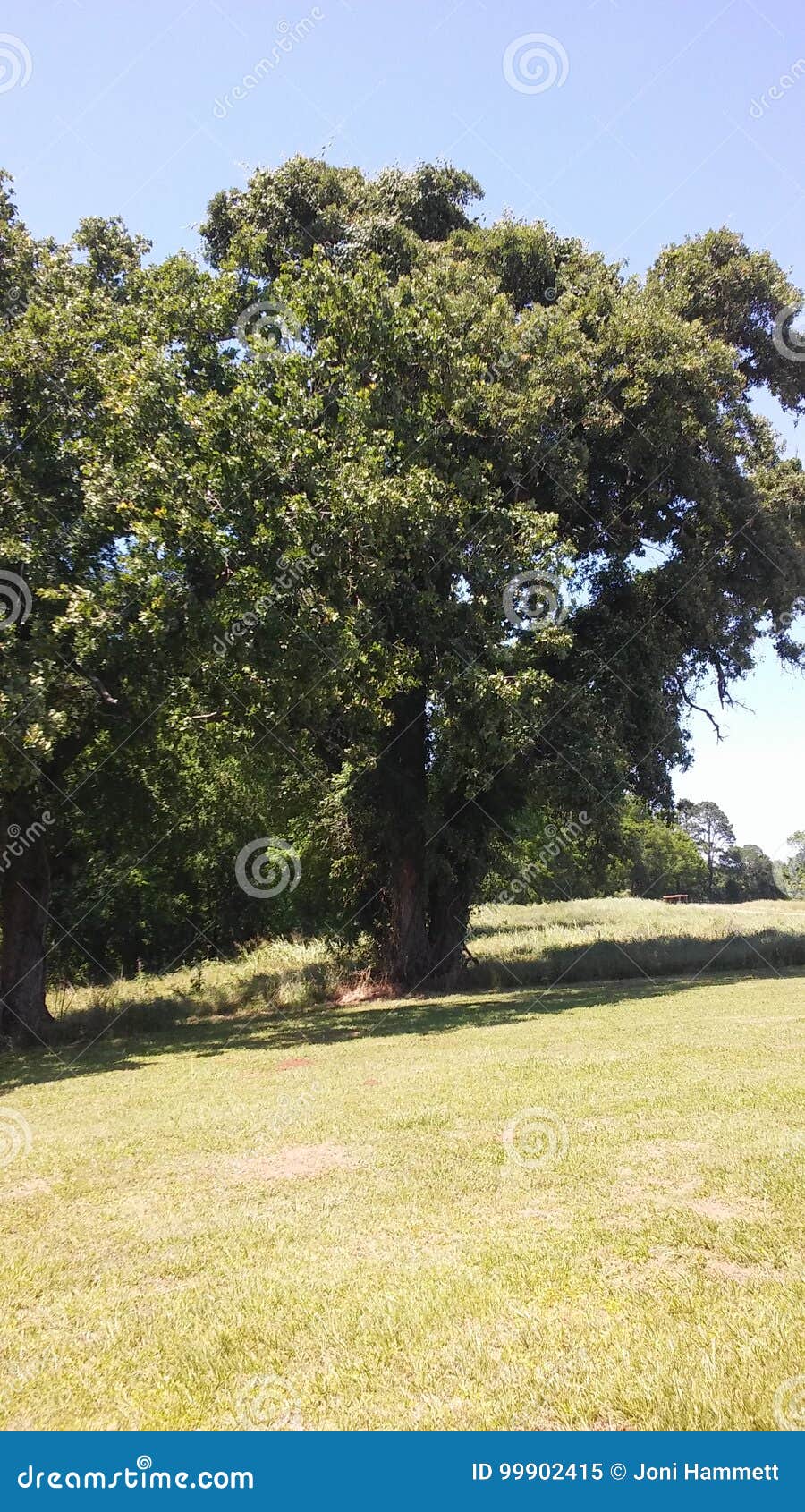 As sturdy as an old oak stock image. Image of green, texas - 99902415