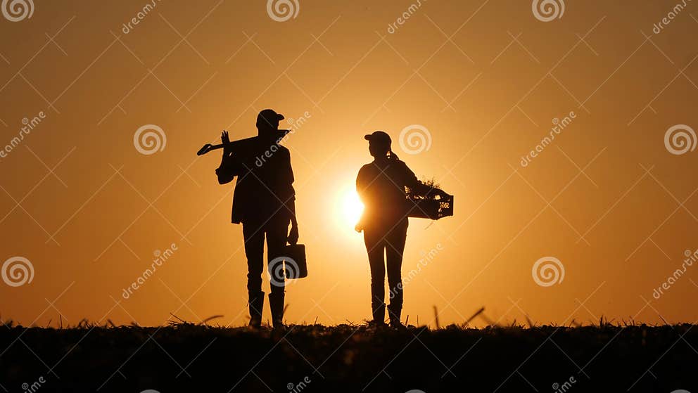As The Sun Sets The Silhouettes Of A Male And A Female Farmer Are Visible In The Field Stock