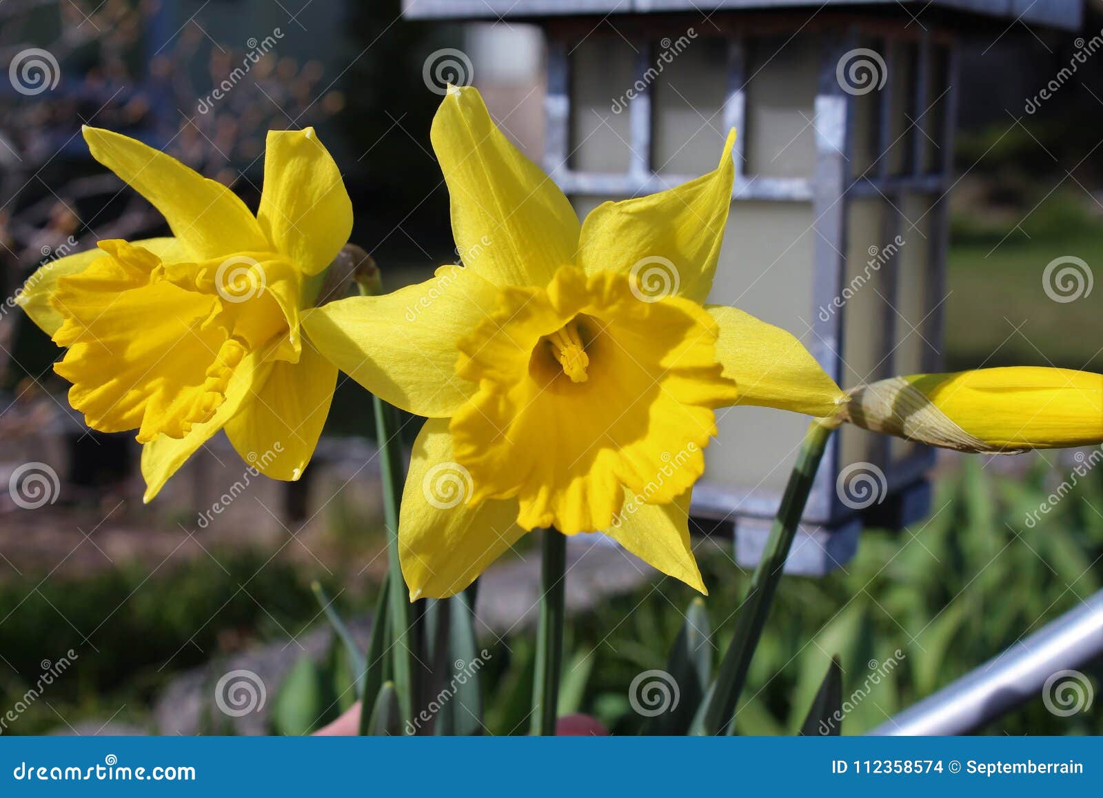 Daffodils Bloom in the Spring Sunshine Stock Photo - Image of bulb ...
