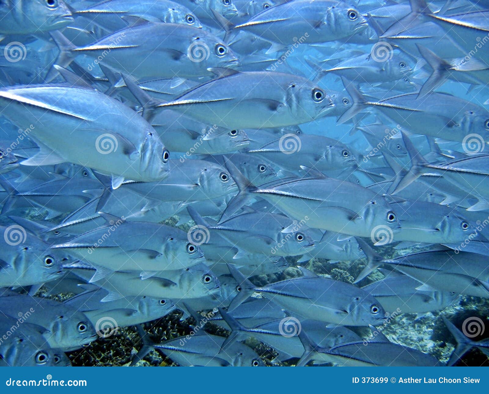 As a Team stock image. Image of school, fish, marine, jackfish - 373699