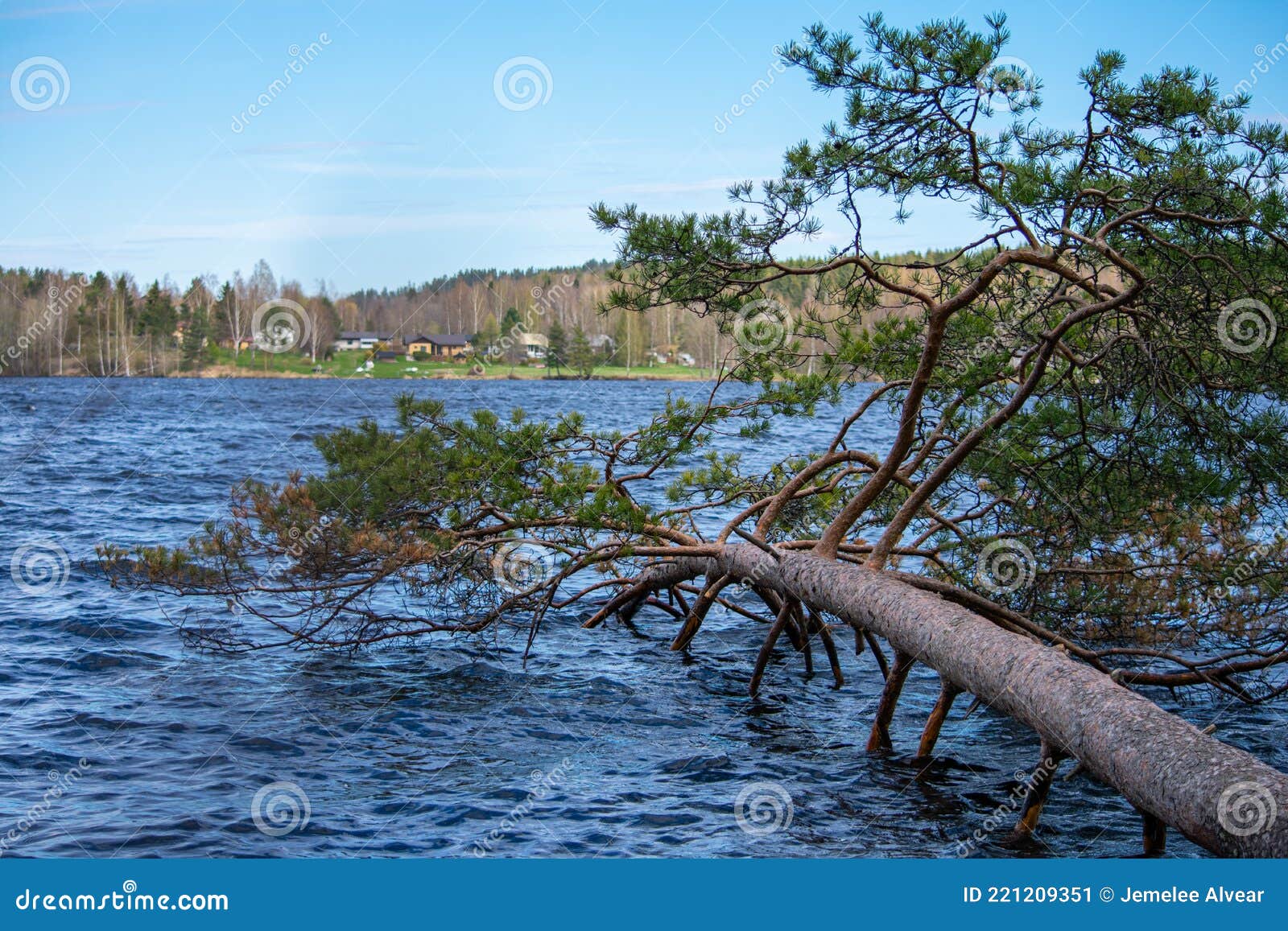 Fallen but Growing stock image. Image of nkoski, europe - 221209351