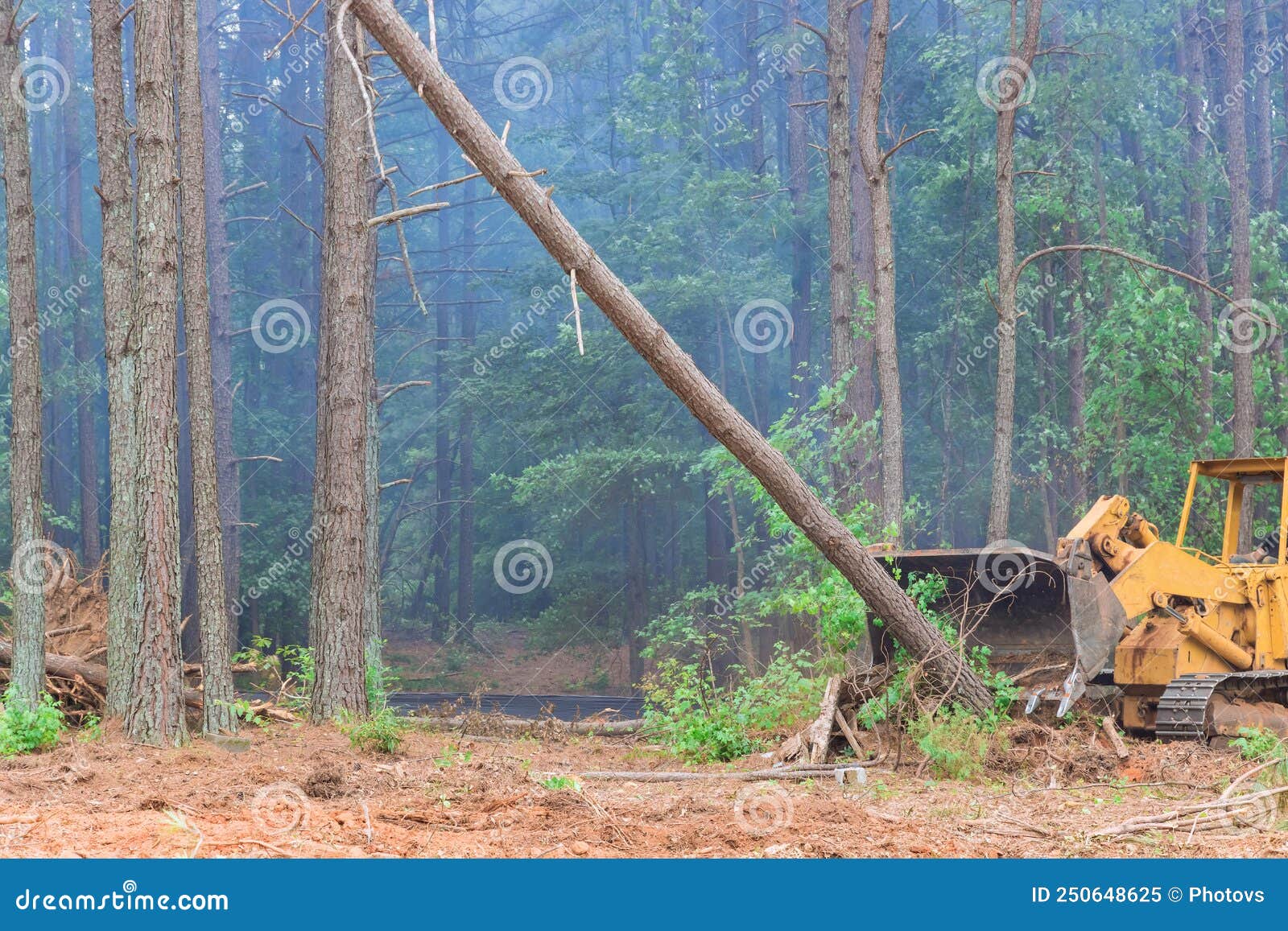 As Trees are Uprooted and Deforested during the Process of Clearing ...