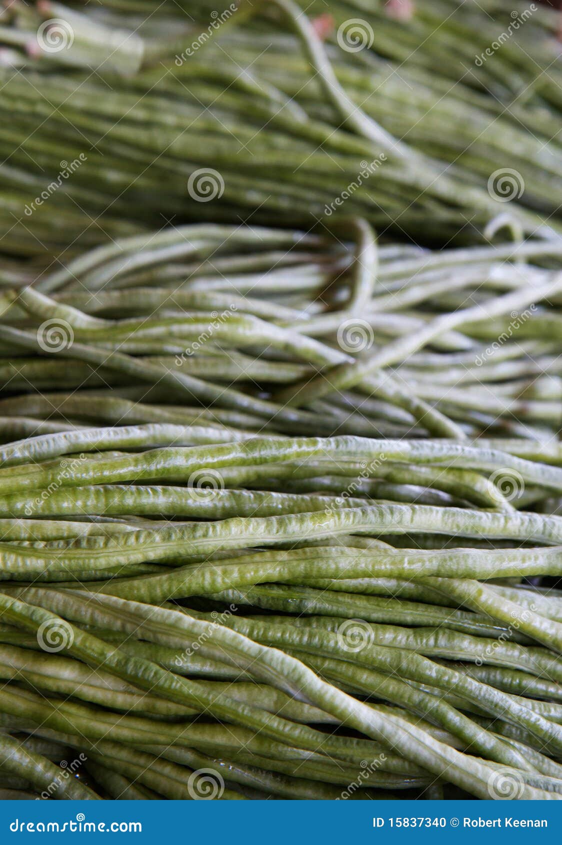 Asain Long Beans stock photo. Image of horse, bean, isolated - 15837340