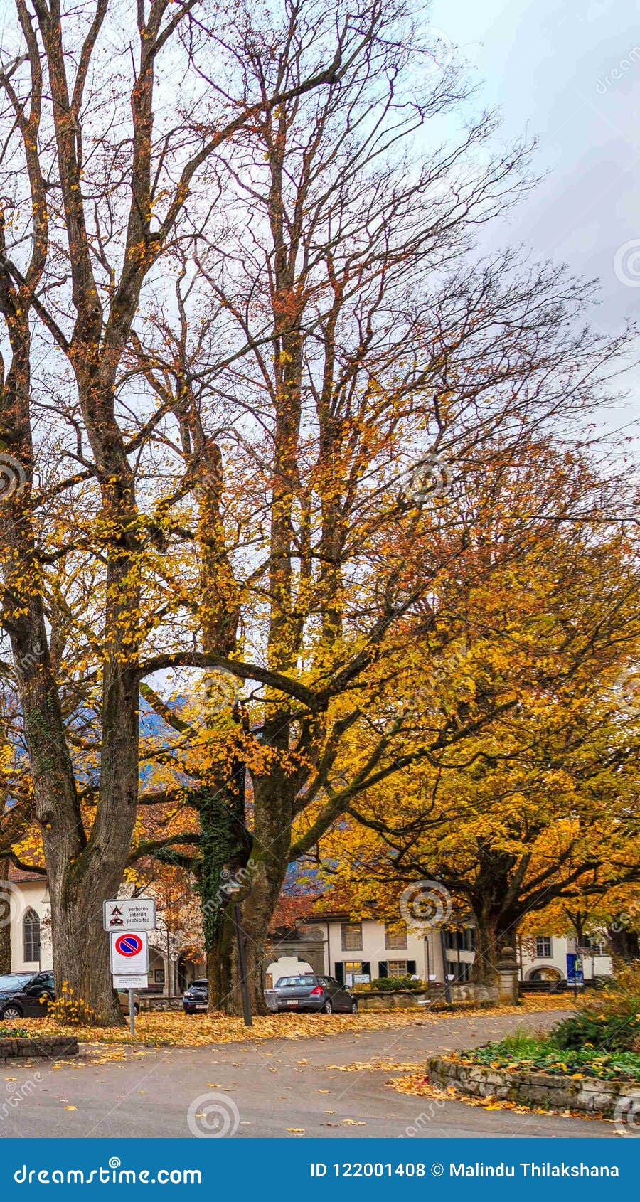 Asala tree stock photo. Image of tree, asala, real - 122001408