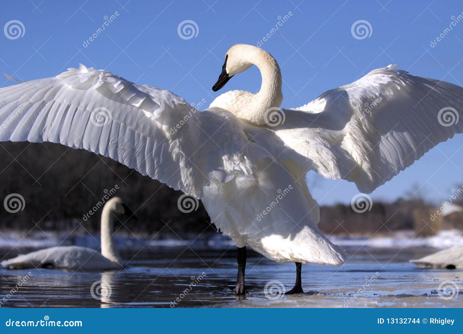 Asas da cisne foto de stock. Imagem de bonito, lagoa - 13132744