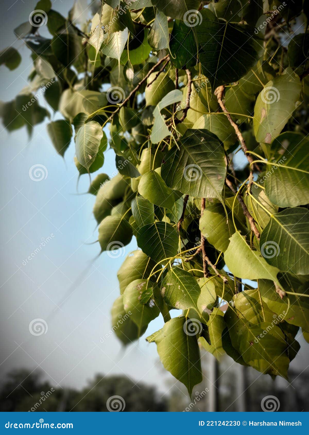 Asathu Boo Tree Leaf Sri Lanka Stock Photo - Image of leaf, asathu ...