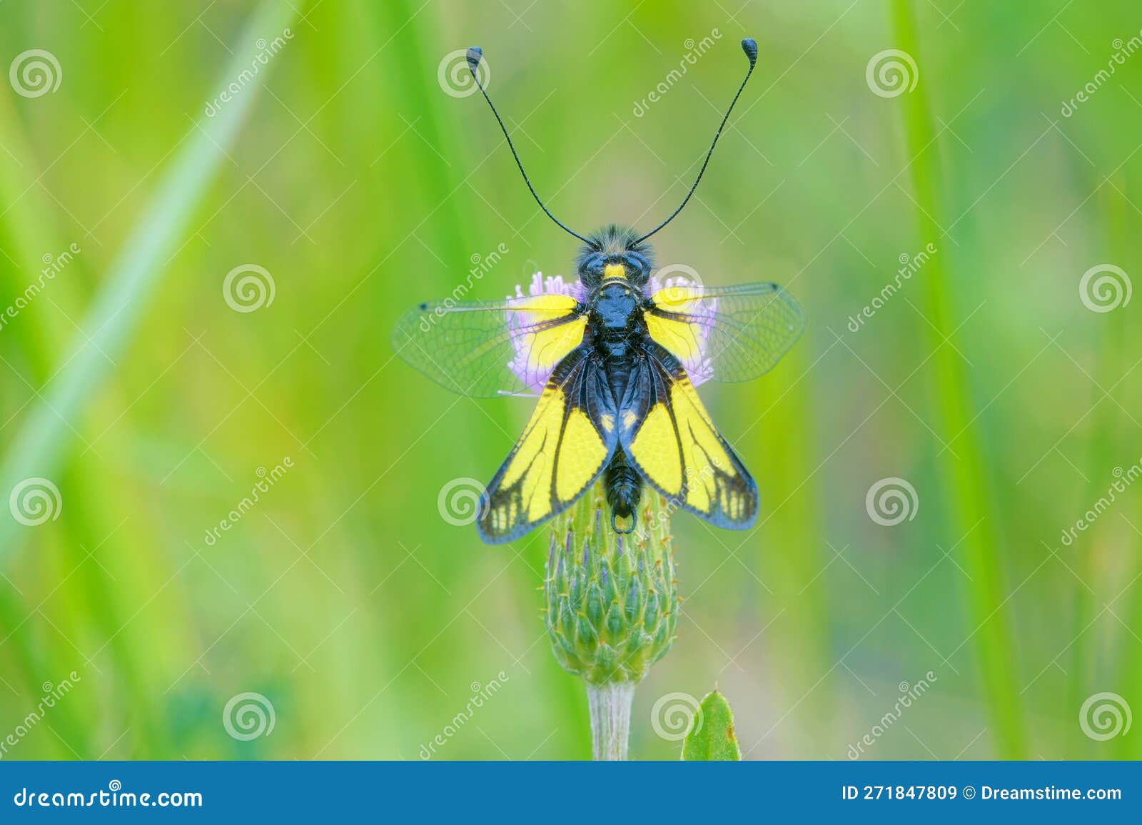 Ascalaphidae stock image. Image of sibiricus, wild, insects - 271847809