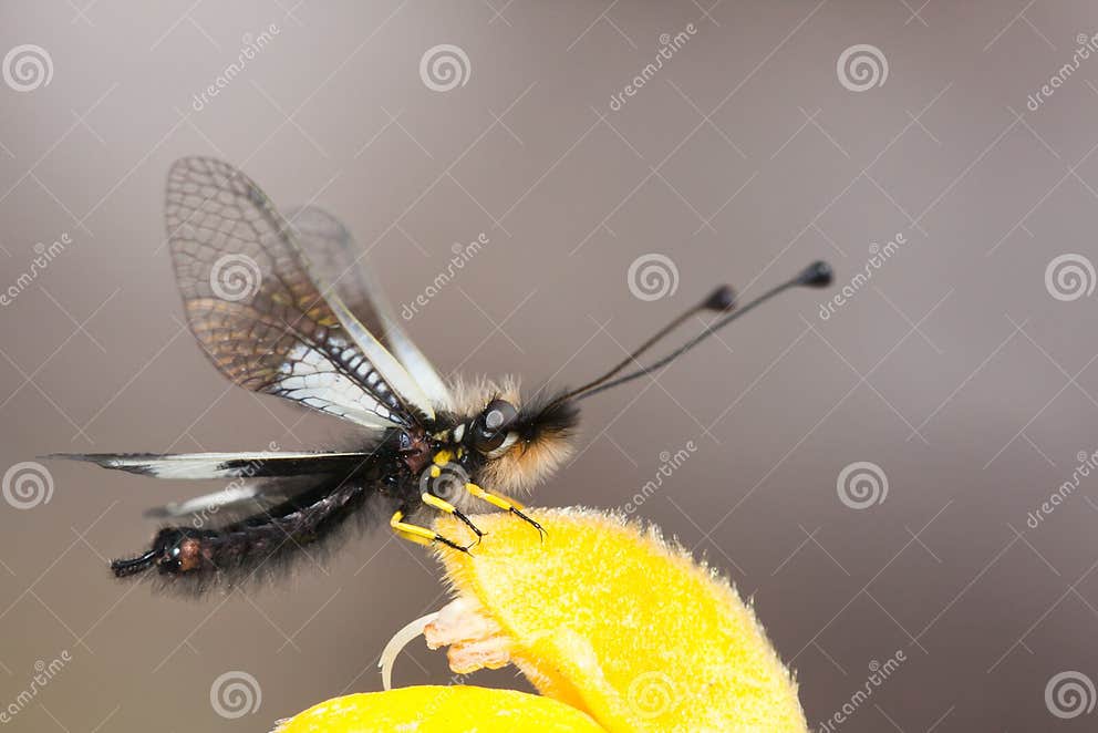 Ascalaphus stock photo. Image of wild, exotic, antenna - 15604854