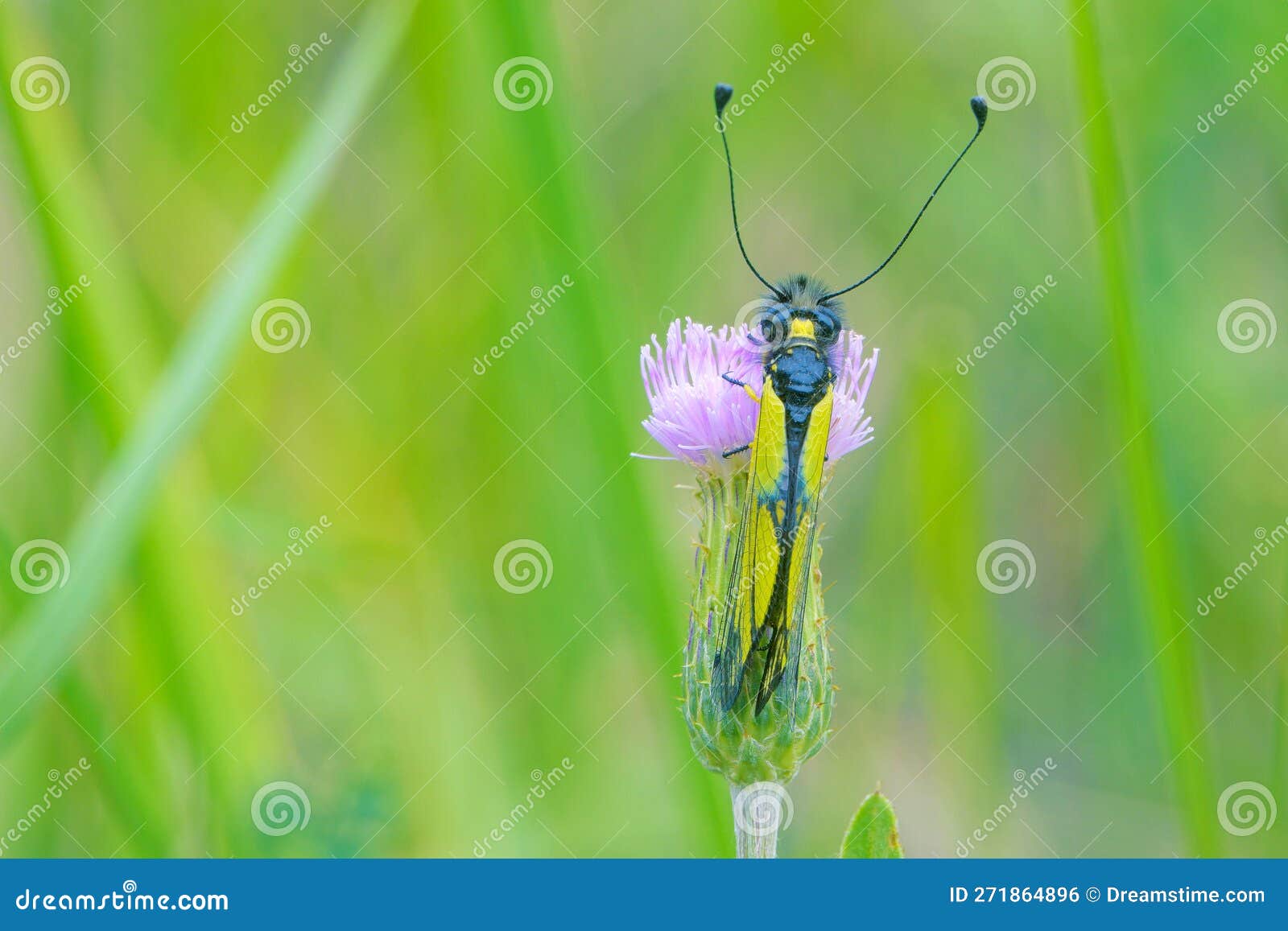 Ascalaphus sibiricus stock photo. Image of life, wild - 271864896