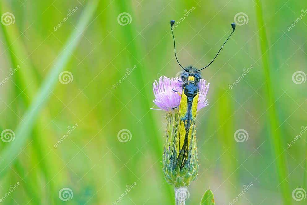 Ascalaphus sibiricus stock photo. Image of life, wild - 271864896