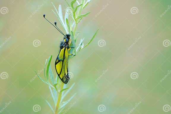 Ascalaphus sibiricus stock image. Image of ascalaphus - 271864859