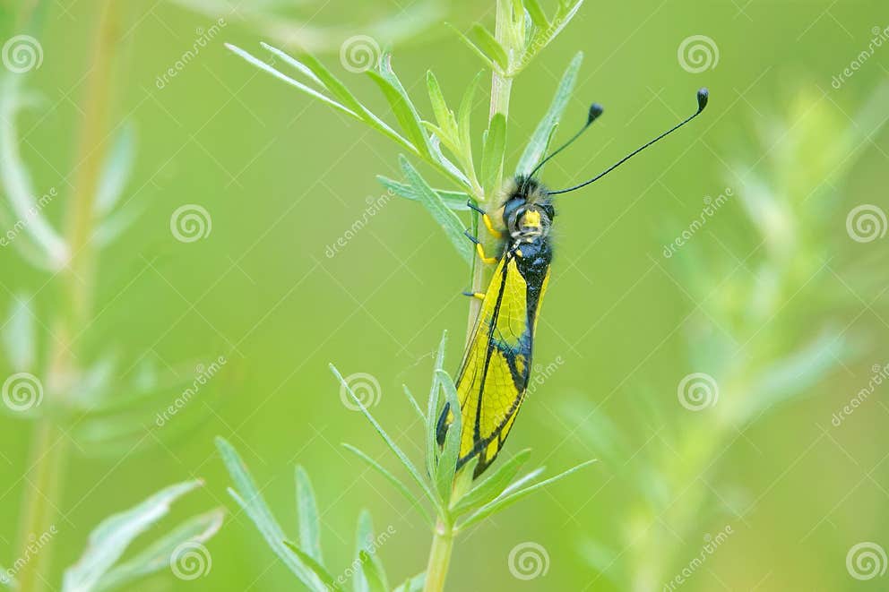 Ascalaphus sibiricus stock photo. Image of animals, ascalaphus - 271862034
