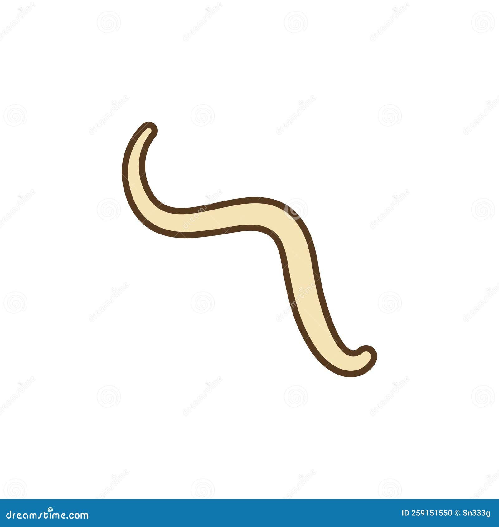 Roundworm Drawing