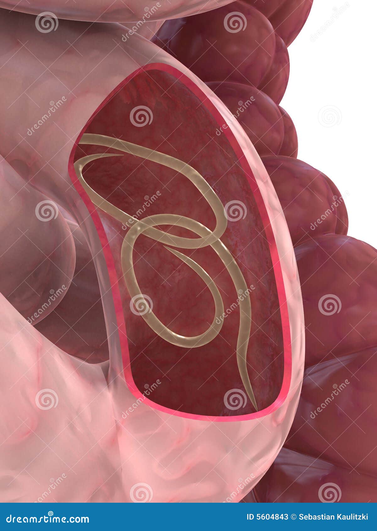 Life Cycle Of Ascaris Lumbricoides Stock Illustration Download Image