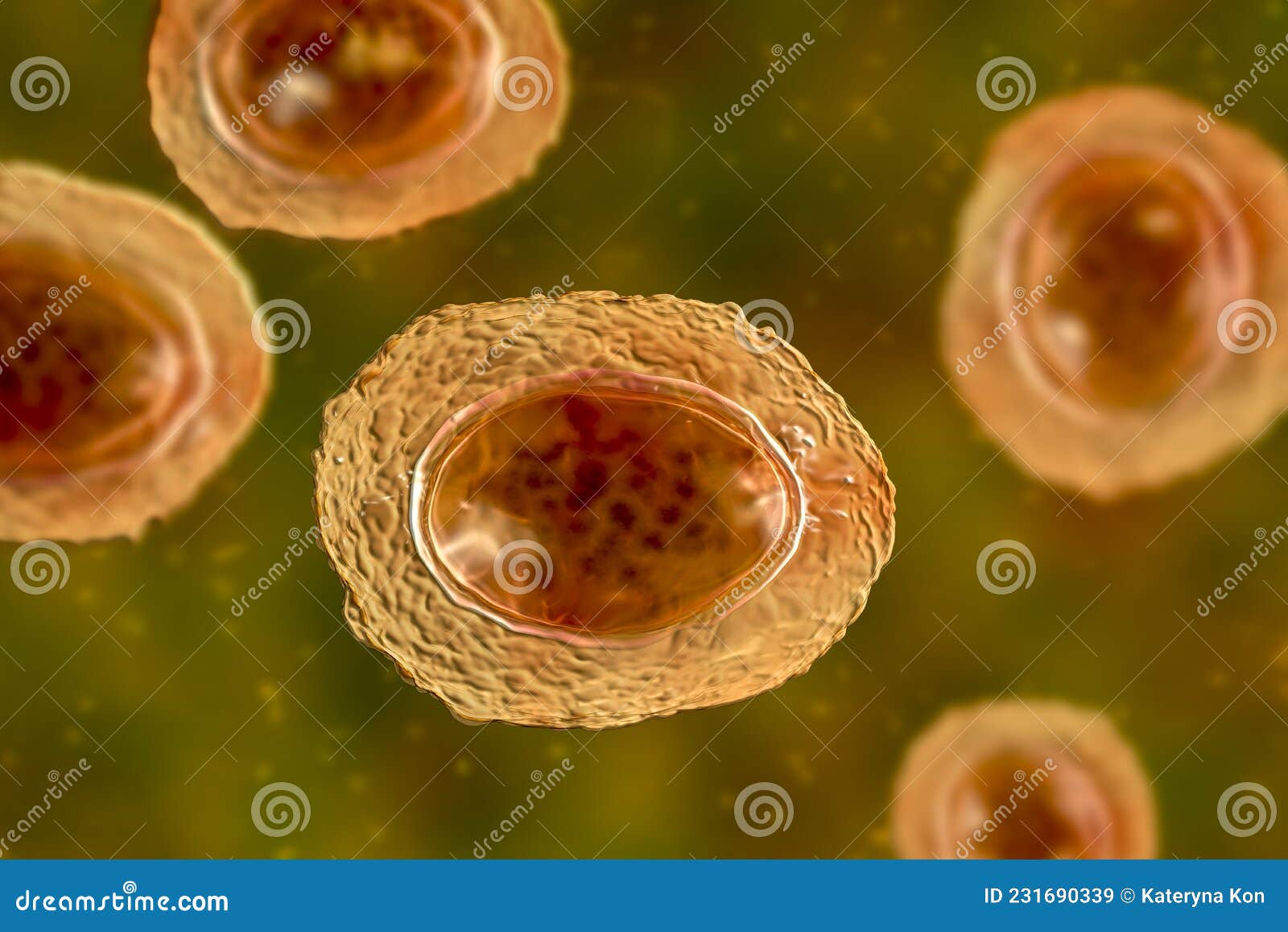 Ascaris Lumbricoides Decorticated Egg