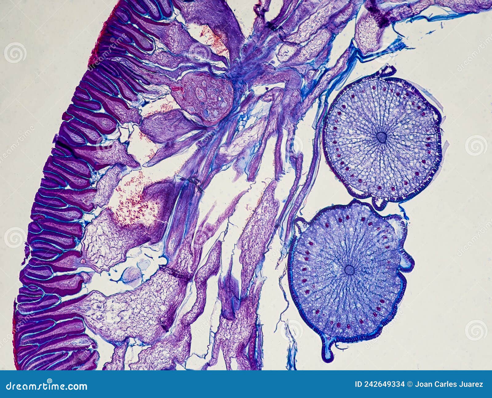 Ascaris Megalocephala Cross Section Under the Microscope Showing Its ...