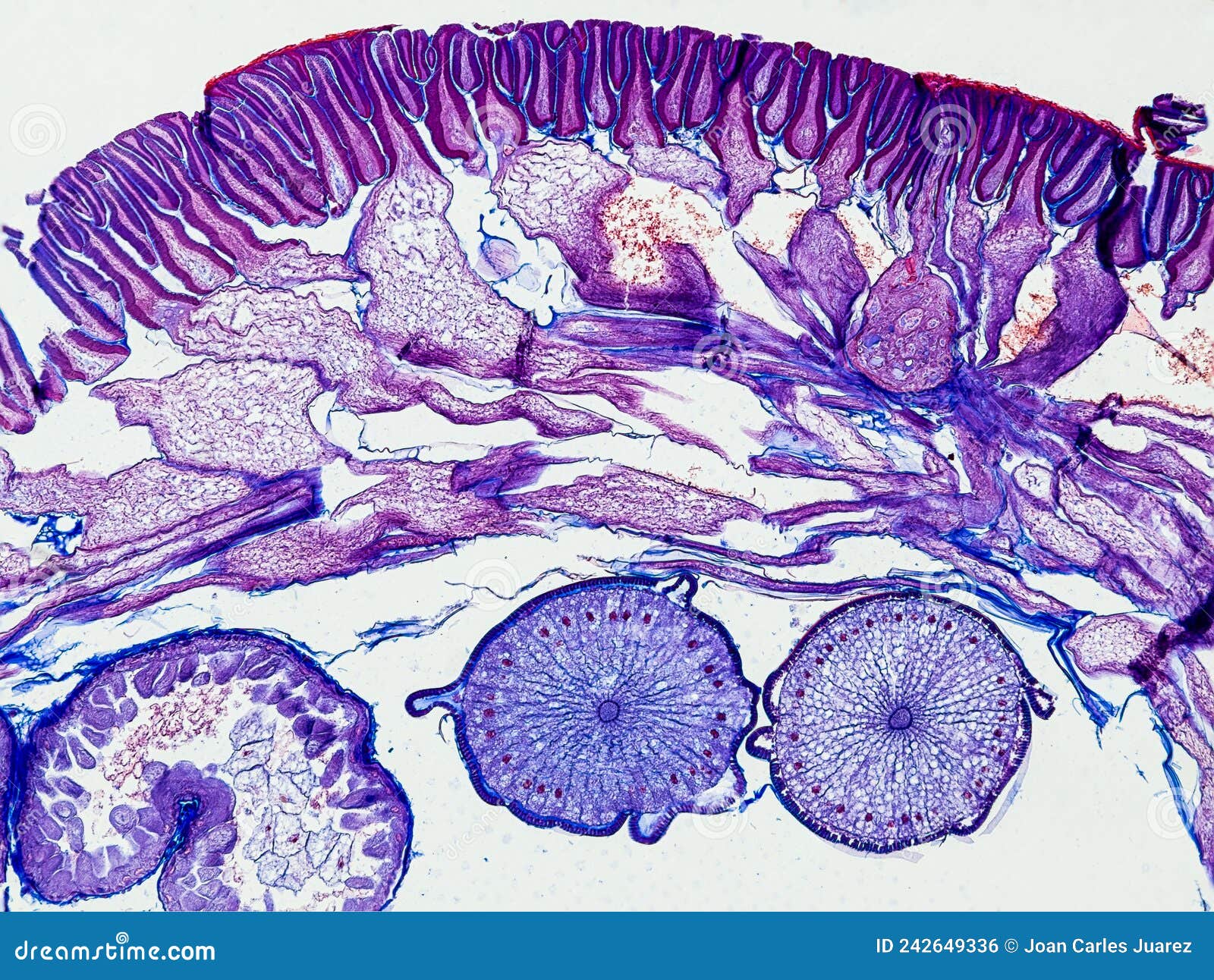 Ascaris Megalocephala Cross Section Under the Microscope Showing Its ...