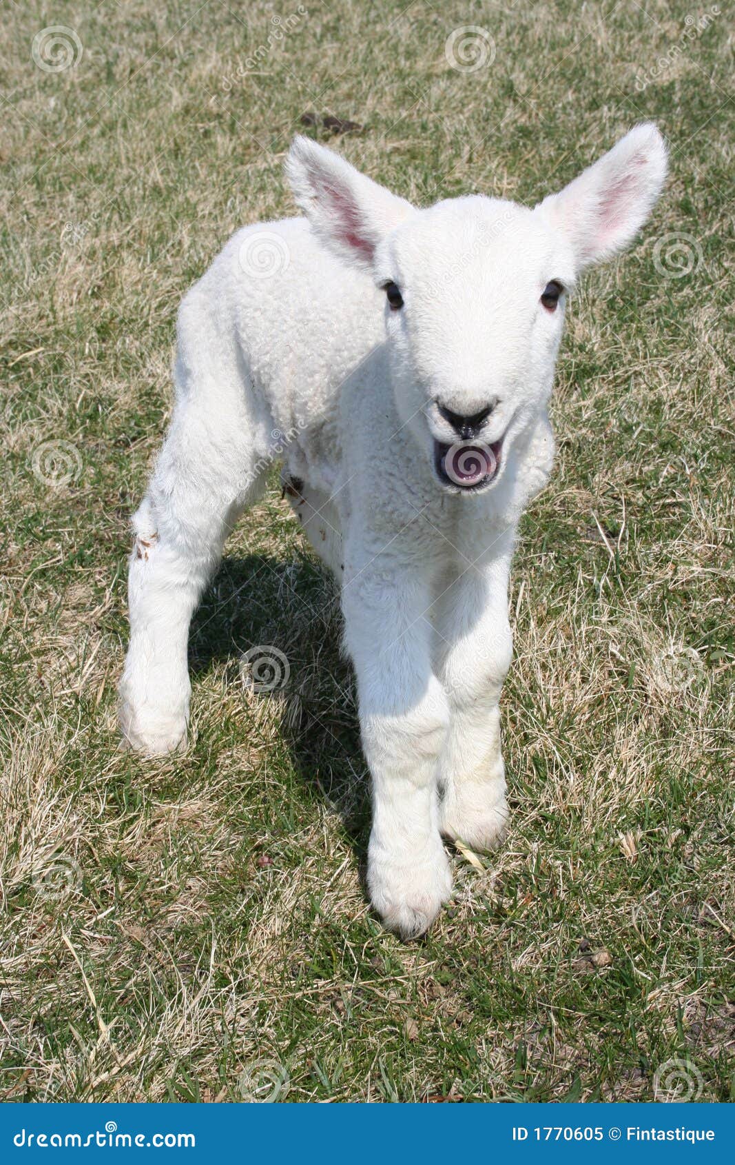 Ascendente Cercano Del Cordero Que Bala Imagen de archivo - Imagen de ...