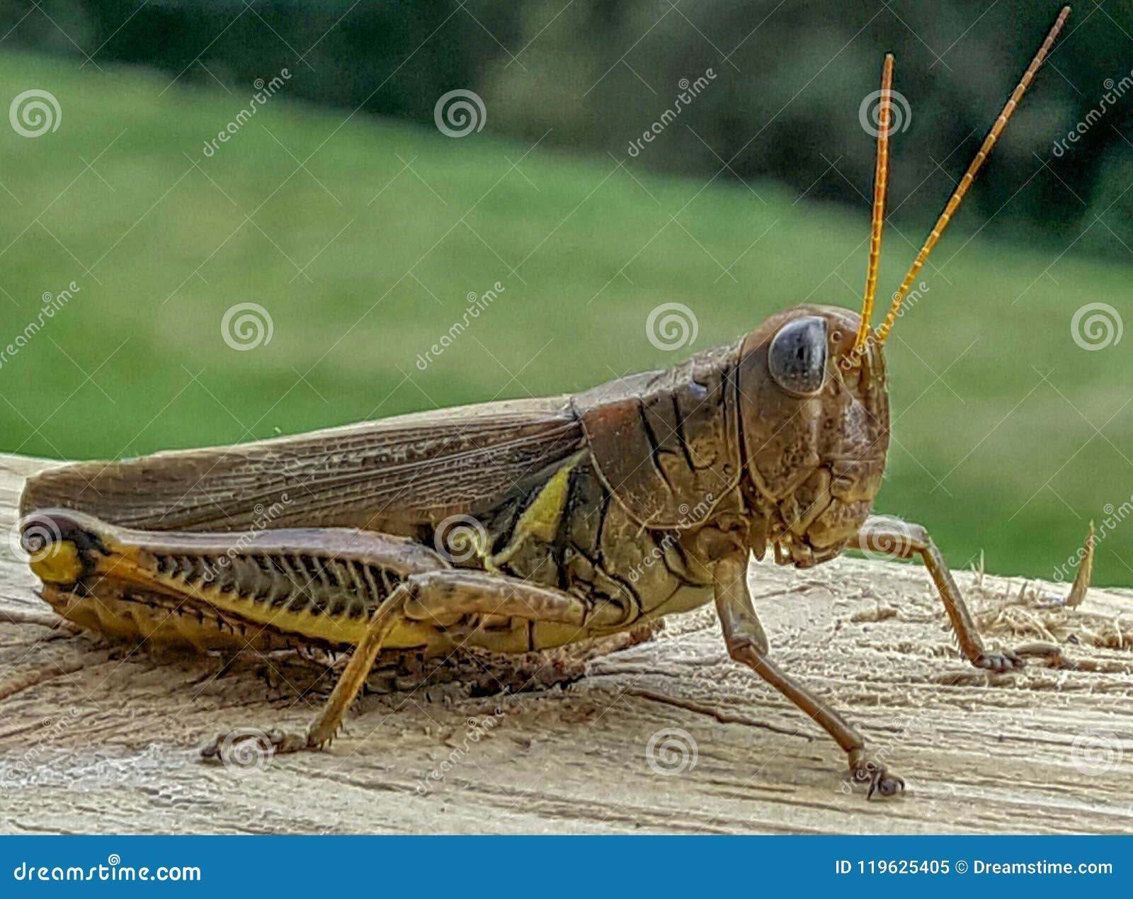 574 Ojos Del Grillo Fotos - Libres de Derechos y Gratuitas de Dreamstime