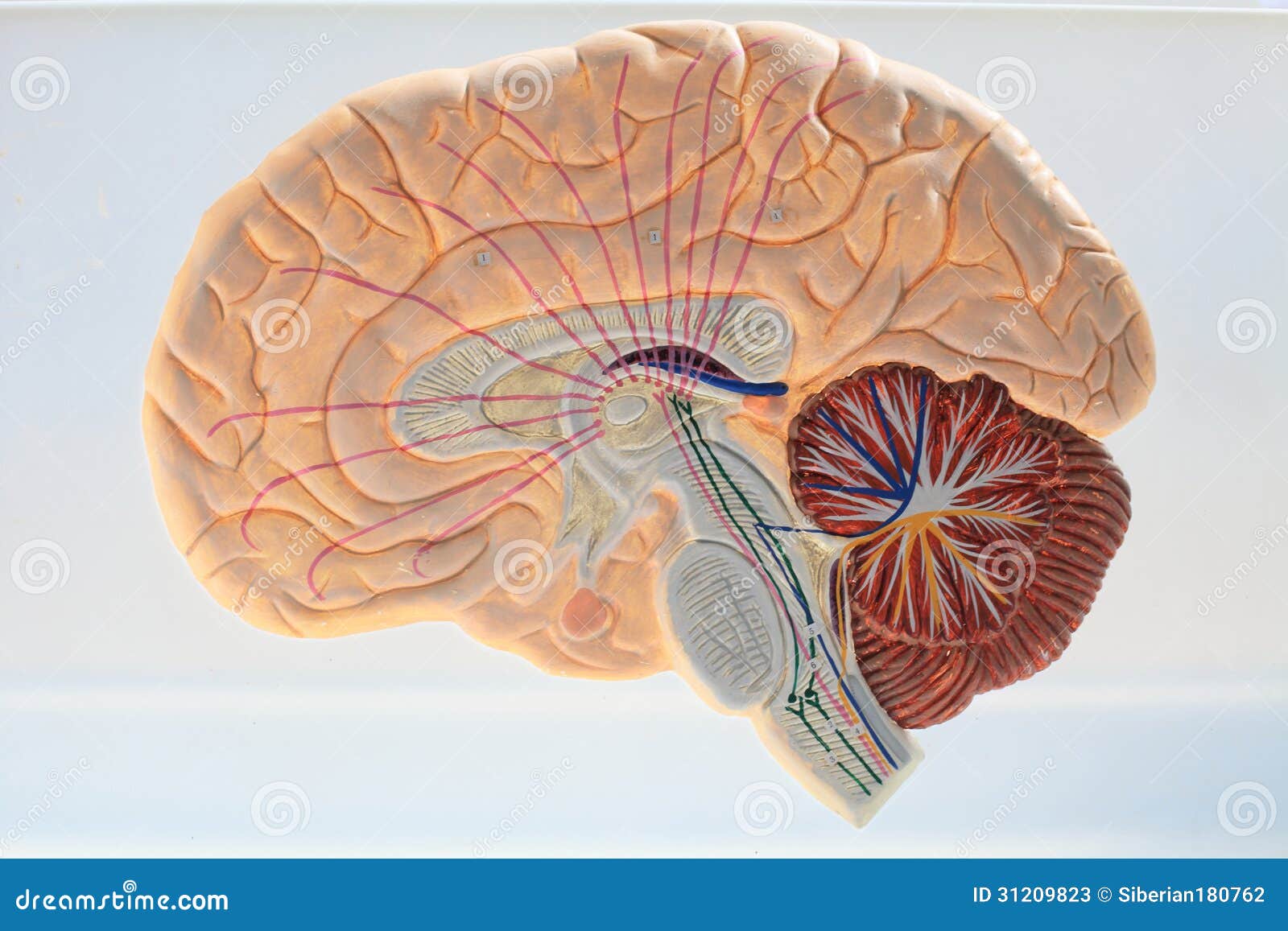 Ascending Pathways of the Brain. Stock Image - Image of cerebellum ...
