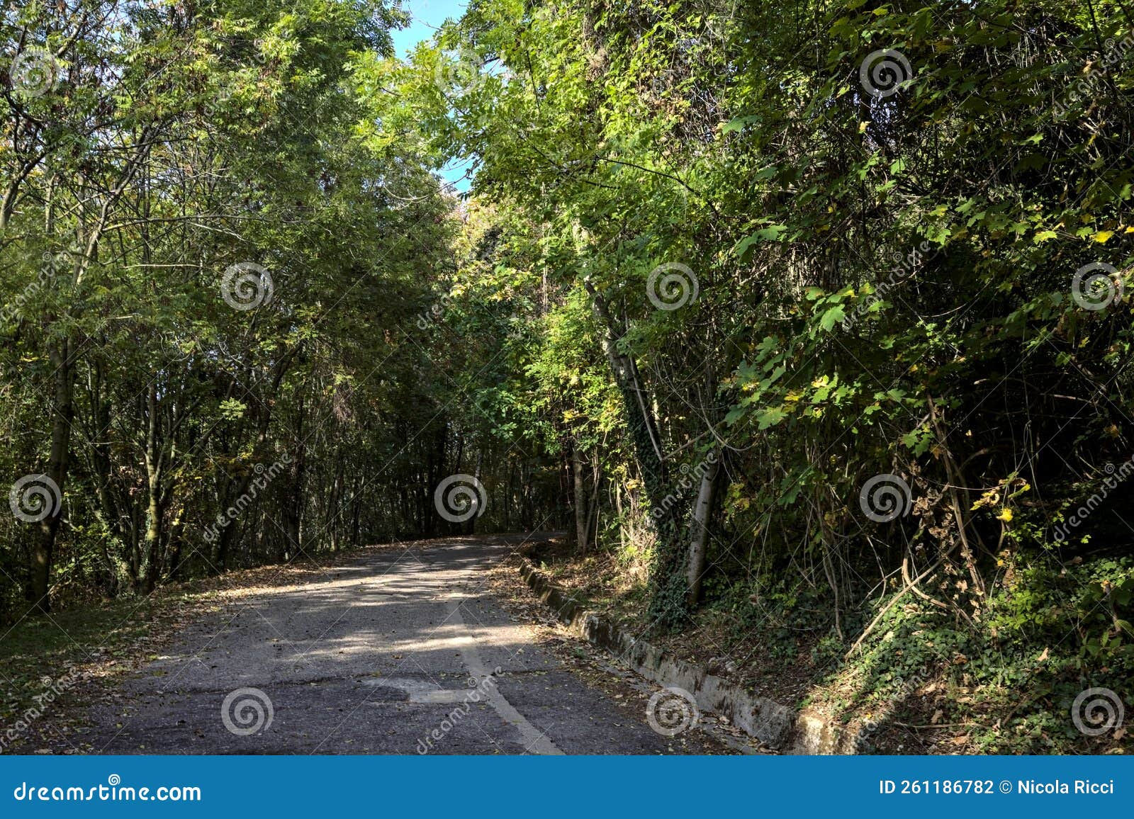 Ascending Shady Road in a Forest on a Mountain with Trees Arching on it ...