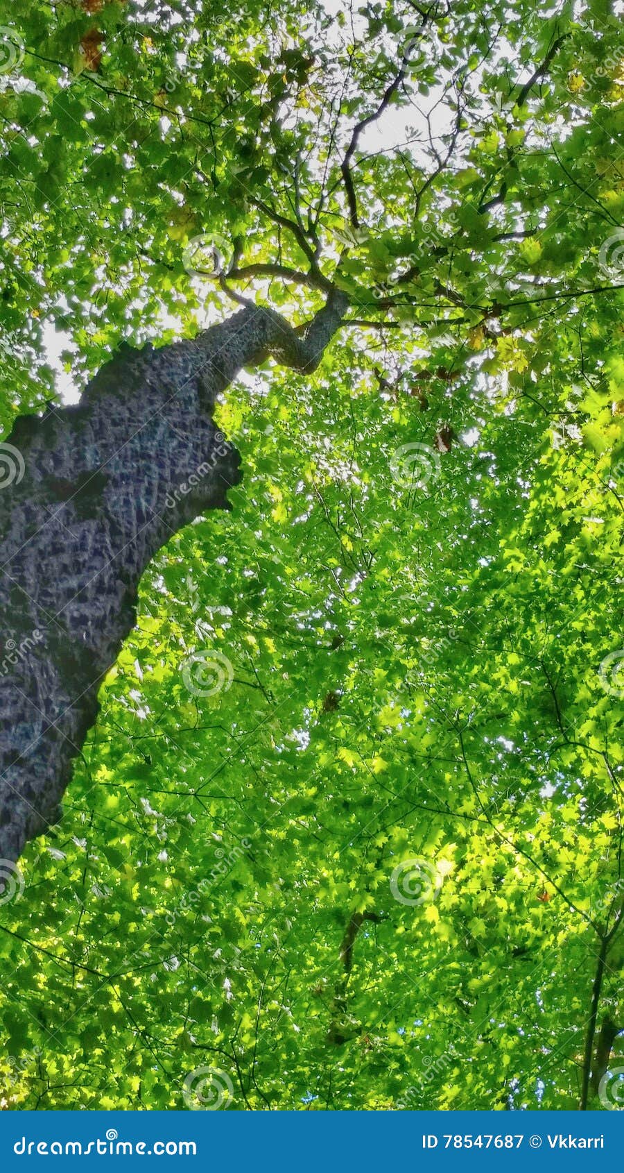 Under tree canopy stock image. Image of foliage, green - 78547687