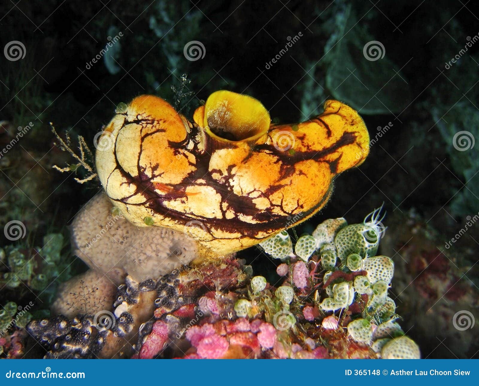 Ascidian stock photo. Image of underwater, animal, squirt - 365148
