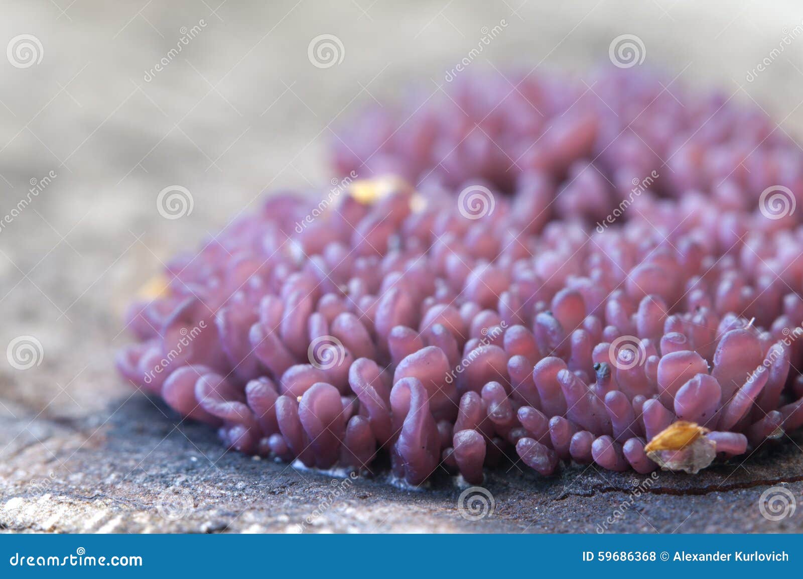 Ascocoryne Sarcoides Mushrooms Stock Photo - Image of purple ...