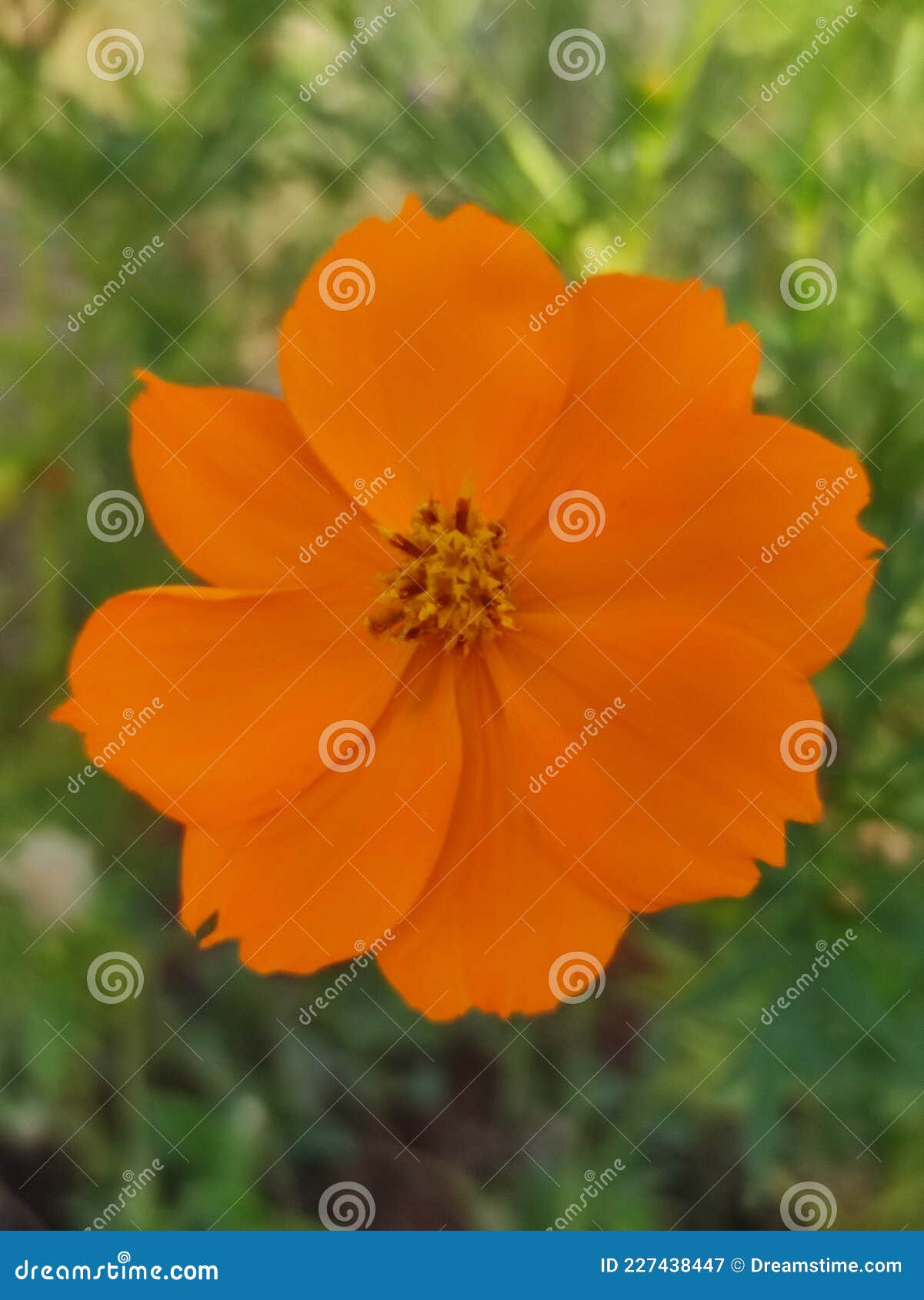 Asean flower stock image. Image of flower, asean, random - 227438447
