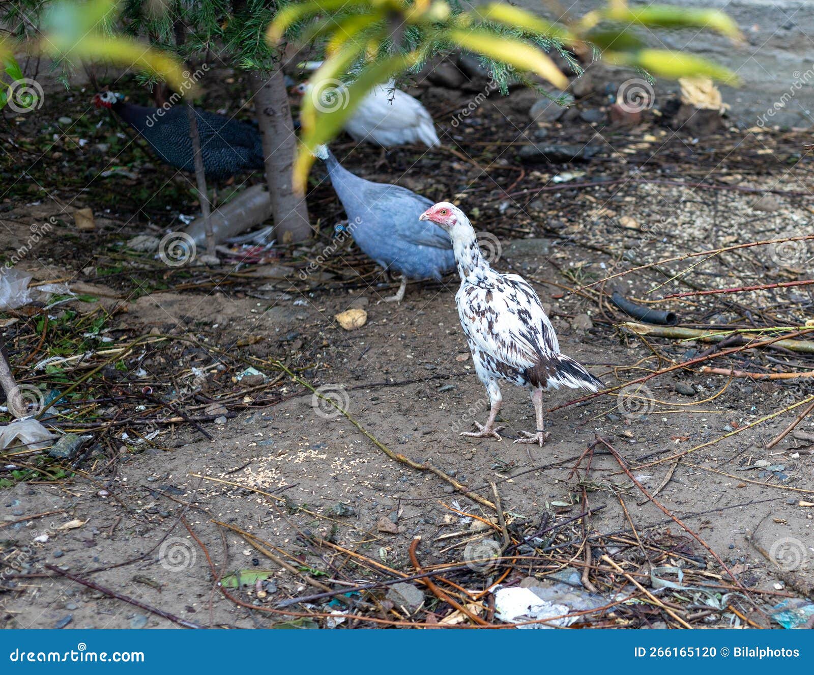 Aseel Breed Hen Standing in the Yard Stock Photo - Image of feather ...