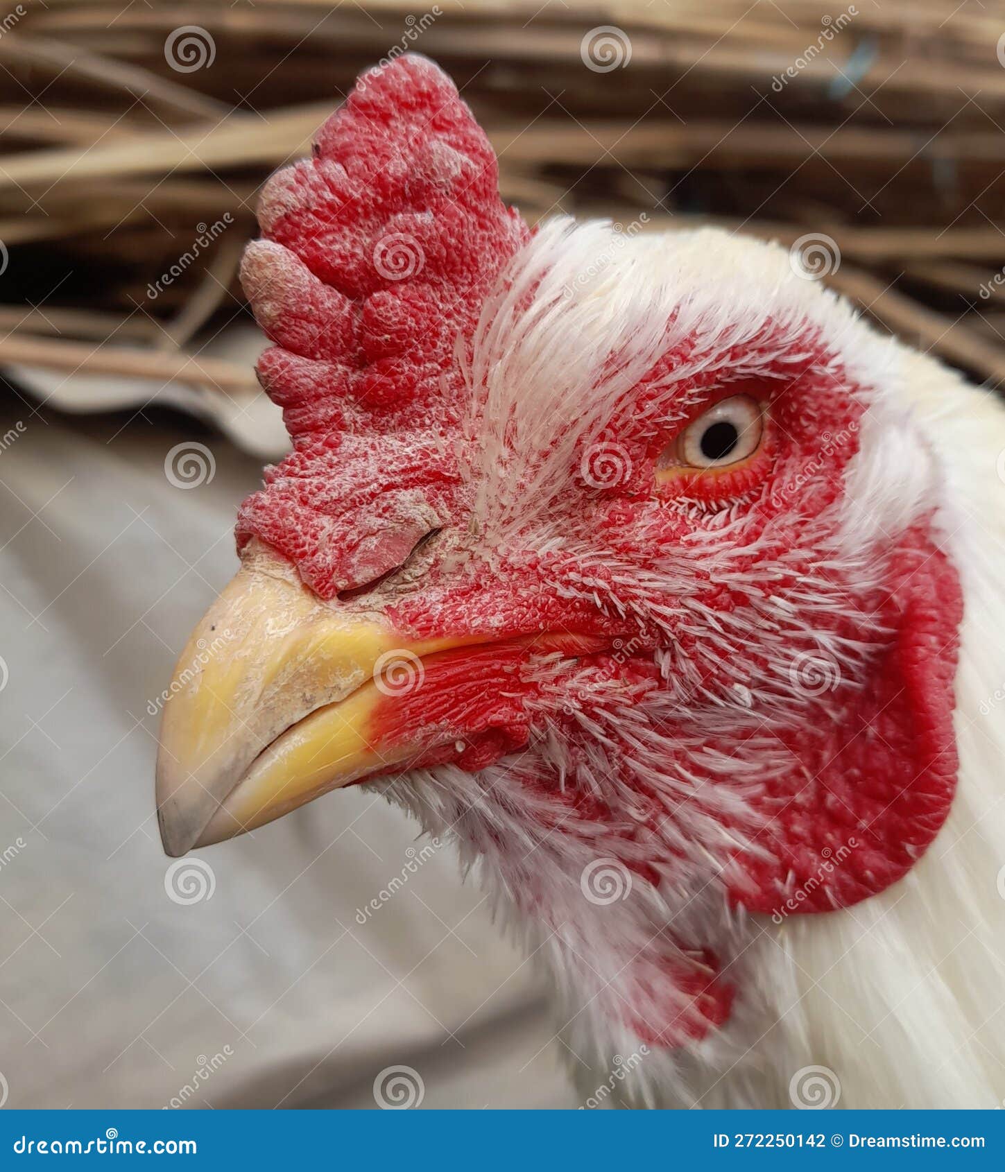 Aseel White Rooster Qandhari Breed Stock Photo - Image of aseel, white ...