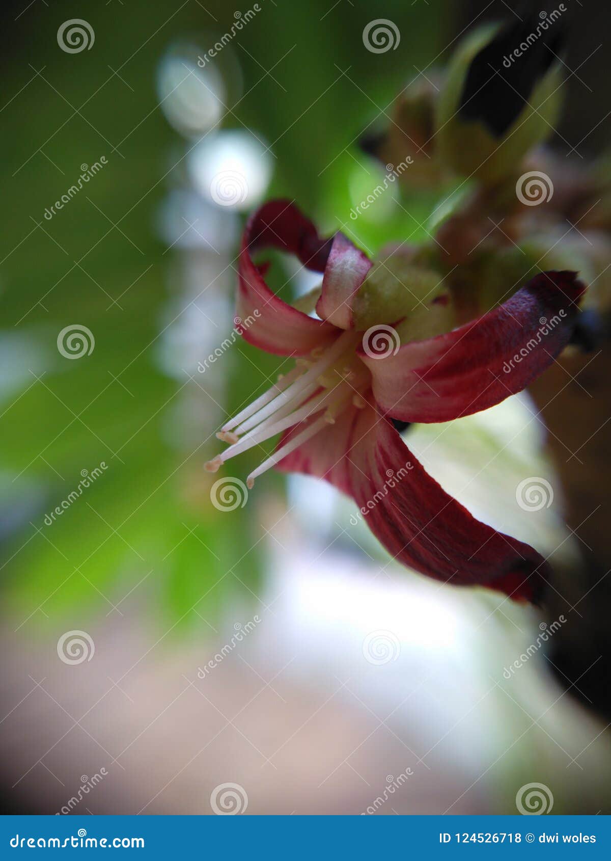 Bunga Blimbing wuluh 2 stock photo. Image of bunga, blimbing - 124526718