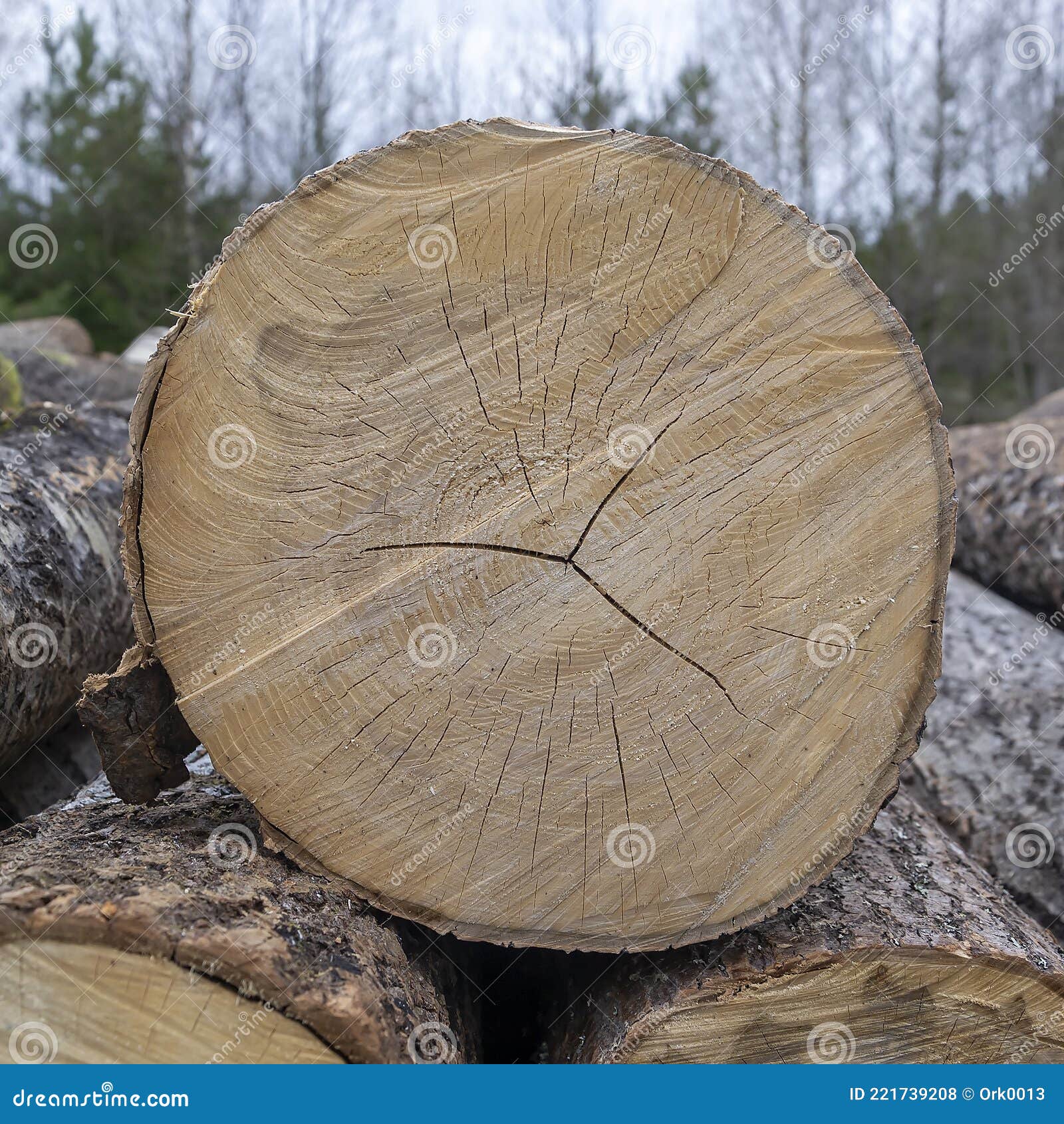 Aserrado de madera foto de archivo. Imagen de madera - 221739208