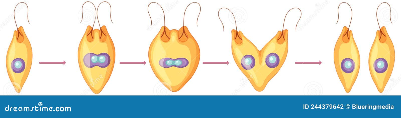 Fragmentation Cartoons, Illustrations & Vector Stock Images - 13946 ...