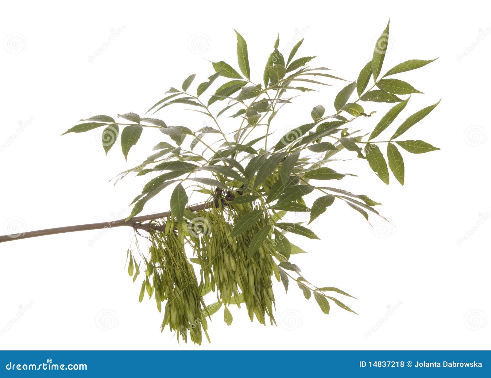 Ash stock photo. Image of fraxinus, fruit, green, leaf - 14837218