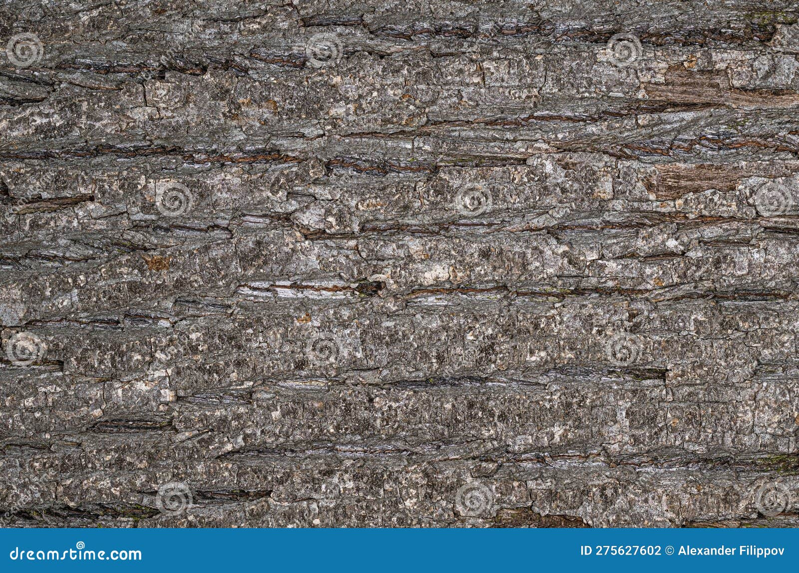 Ash bark texture stock photo. Image of flora, tree, nature - 275627602