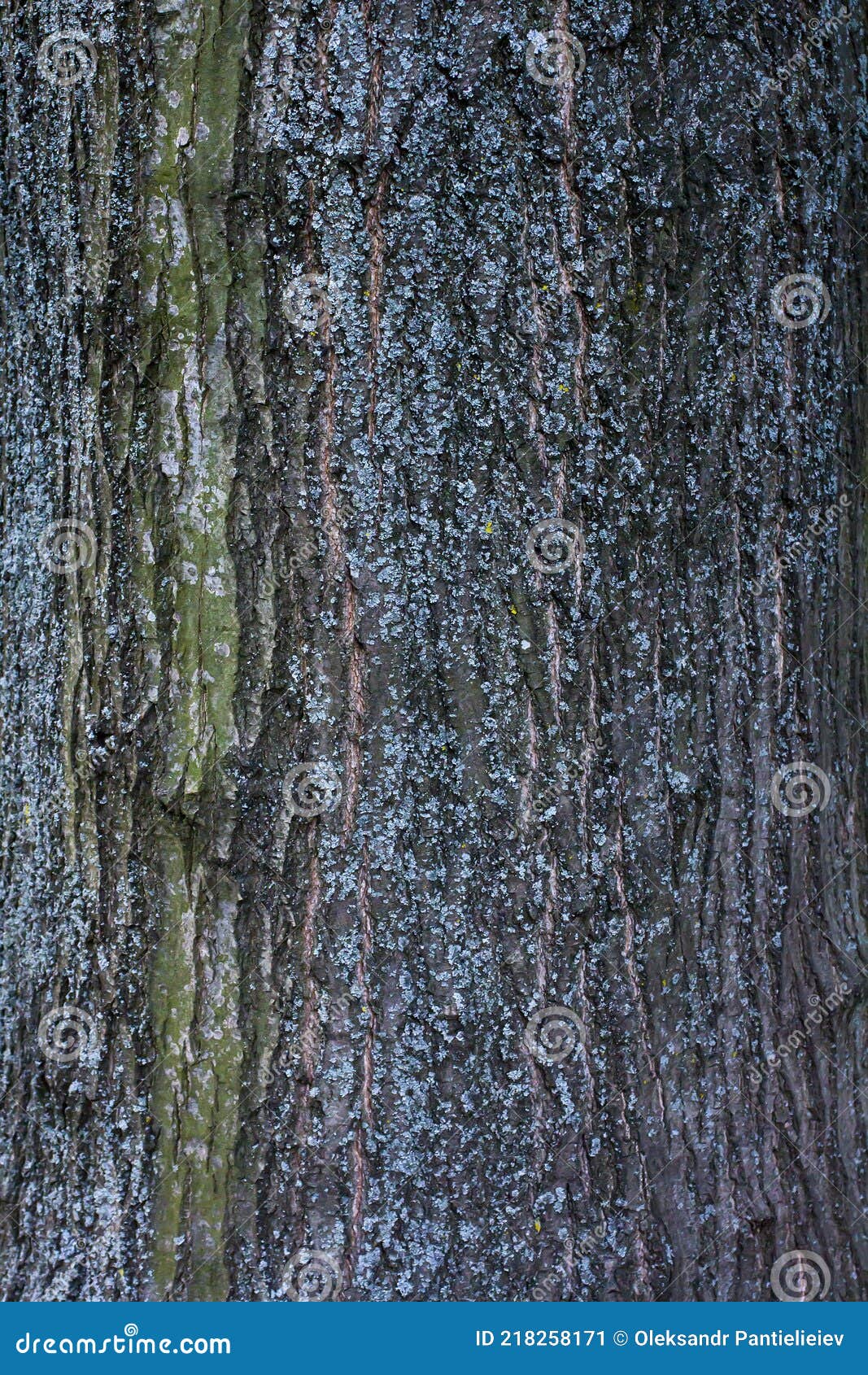 Ash Bark Texture. the Texture of the Tree with Small Lichen Stock Image ...