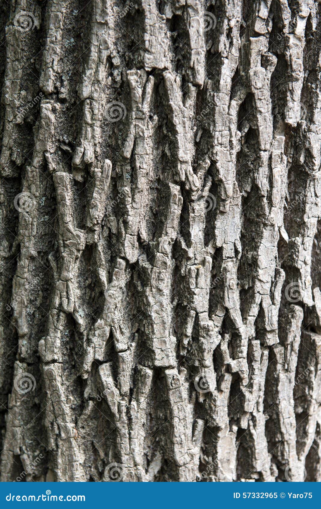 Ash bark stock image. Image of boreal, striped, deciduous - 57332965