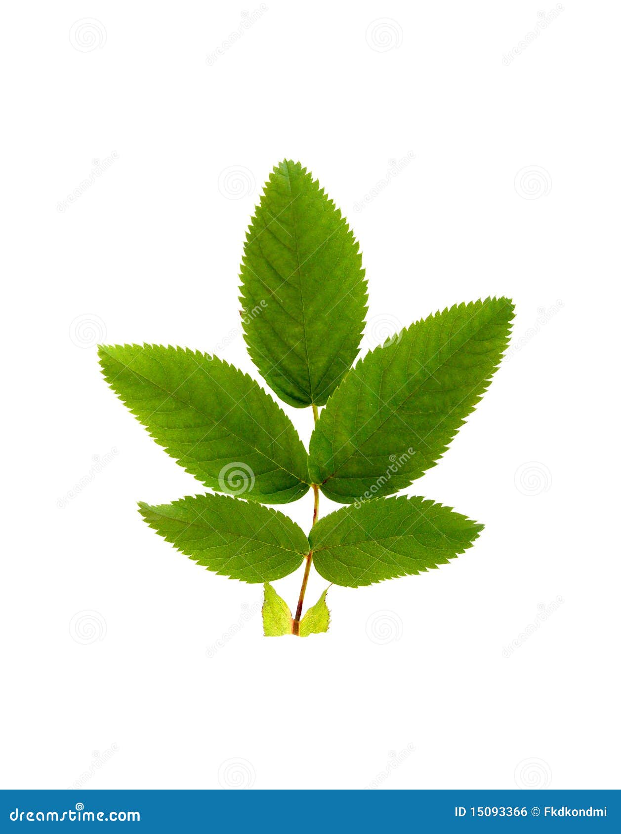 Ash branches. stock photo. Image of food, bush, background - 15093366