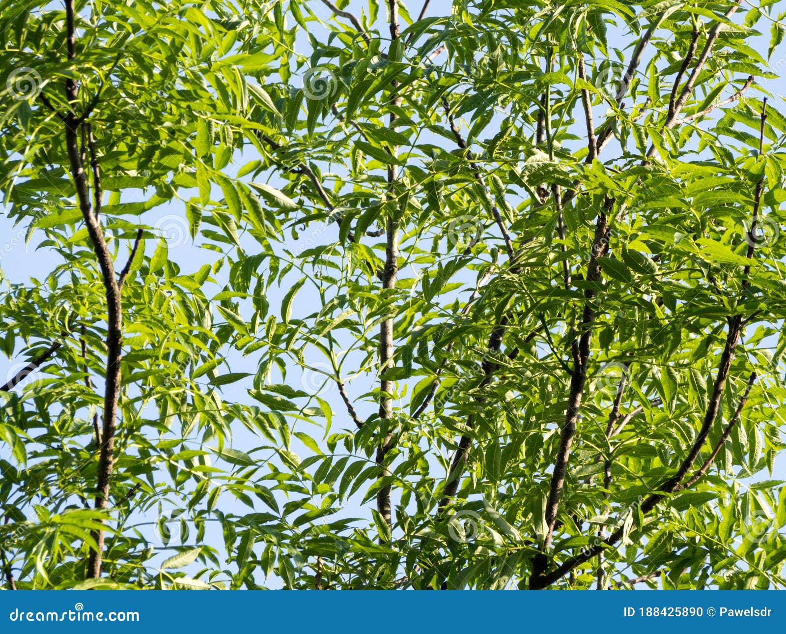 Ash Branches on the Blue Sky Background Stock Photo - Image of natural ...