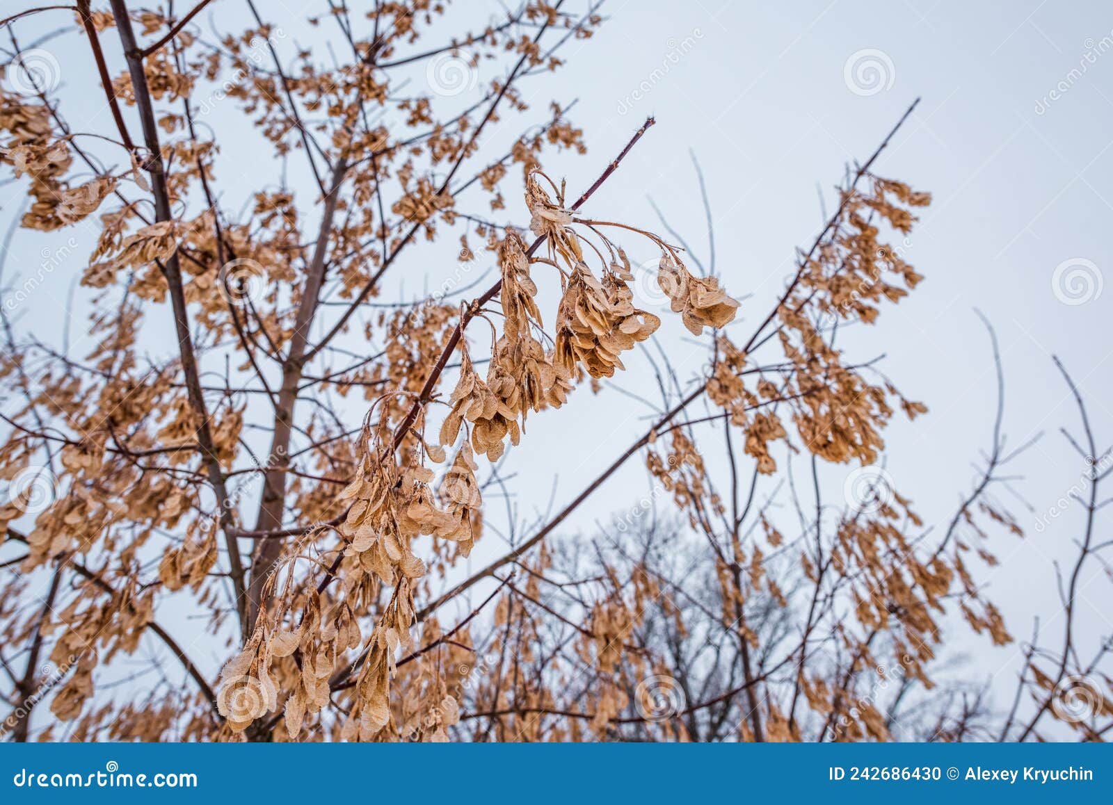 Ash branches stock photo. Image of ecology, frost, plant - 242686430