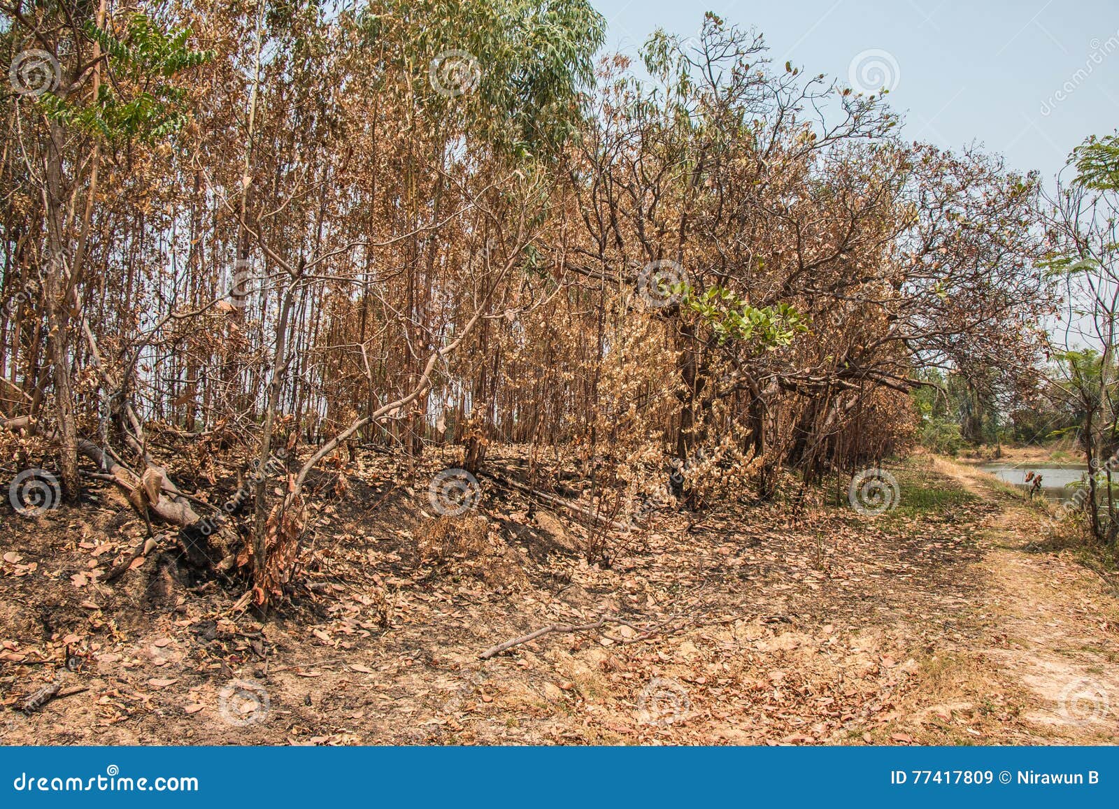 Ash and Burned Tree after Fire. Stock Image - Image of forestry ...